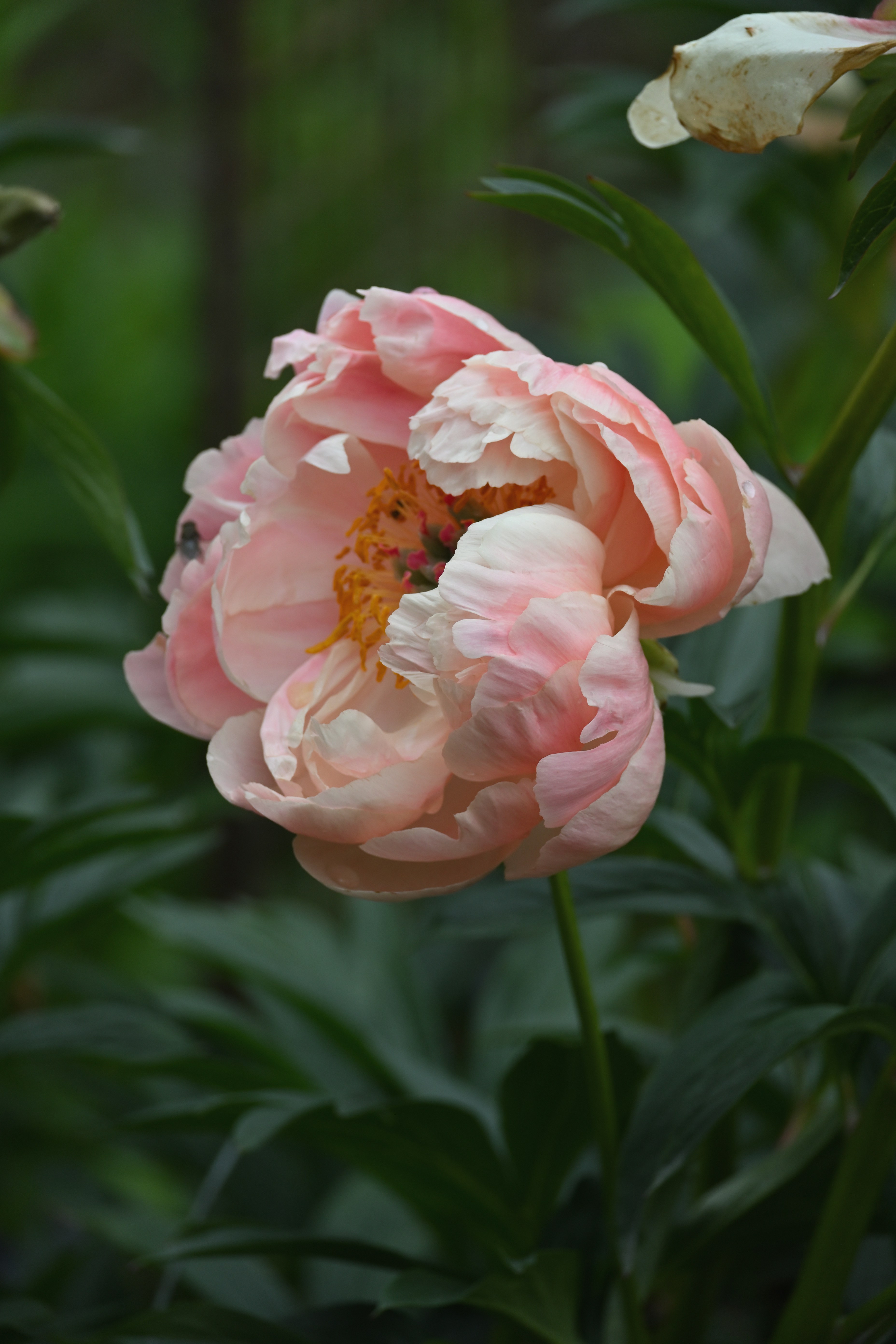 Soft Pink Peony in Quiet Garden Framing
