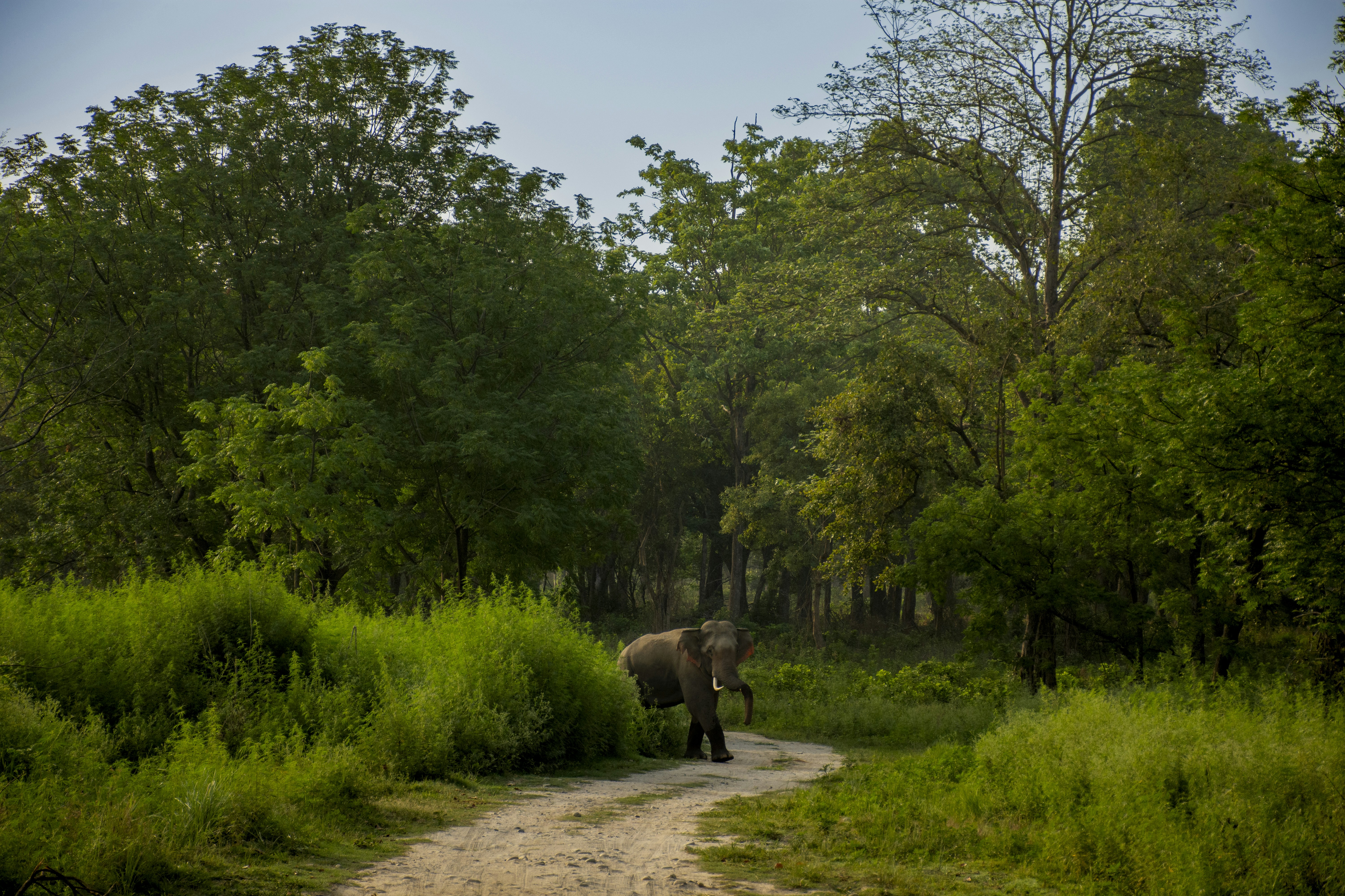 Path through the Savanna Forest: Elephant on the Dappled Trail