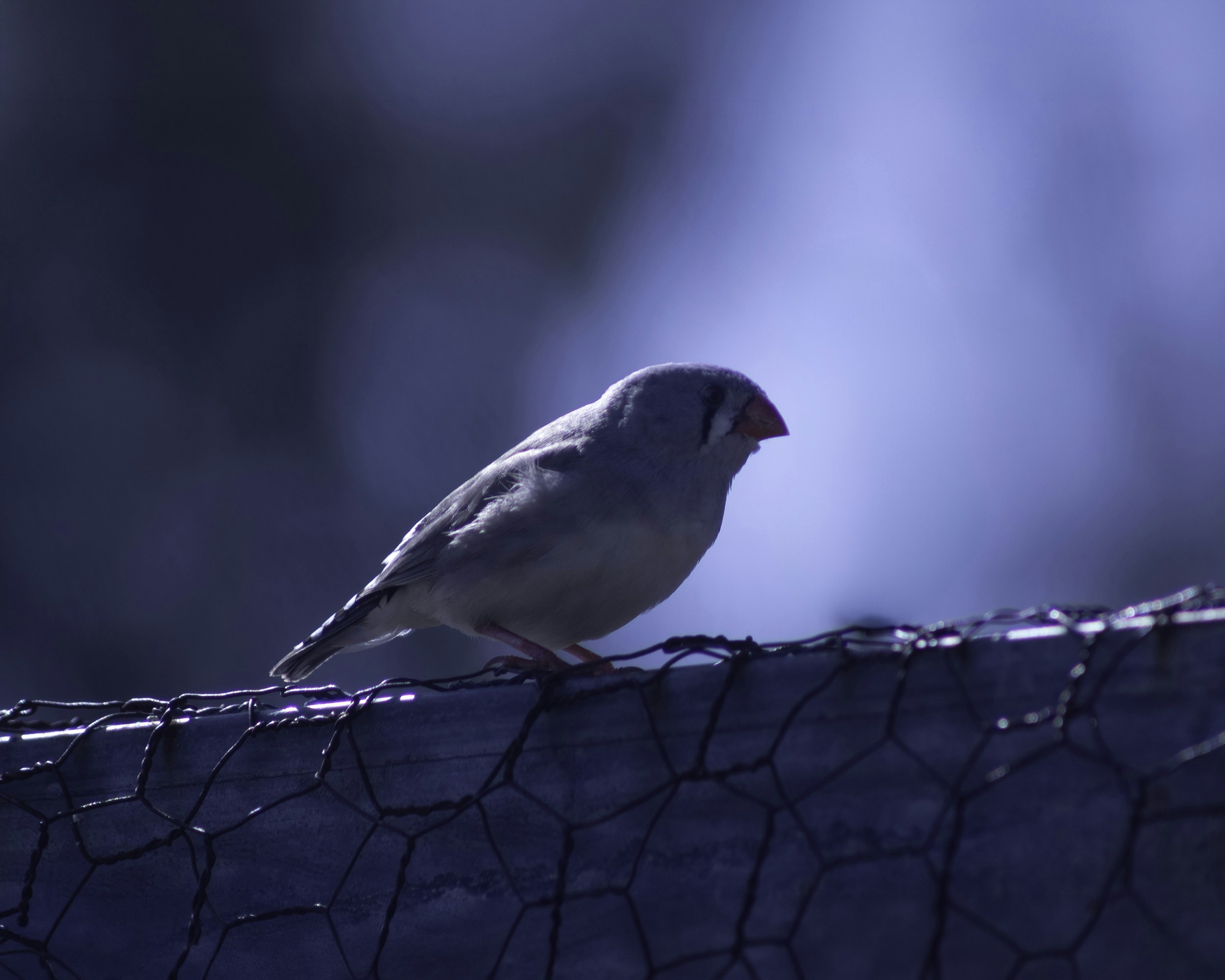 Blue Hour Sparrow on a Woven Fence