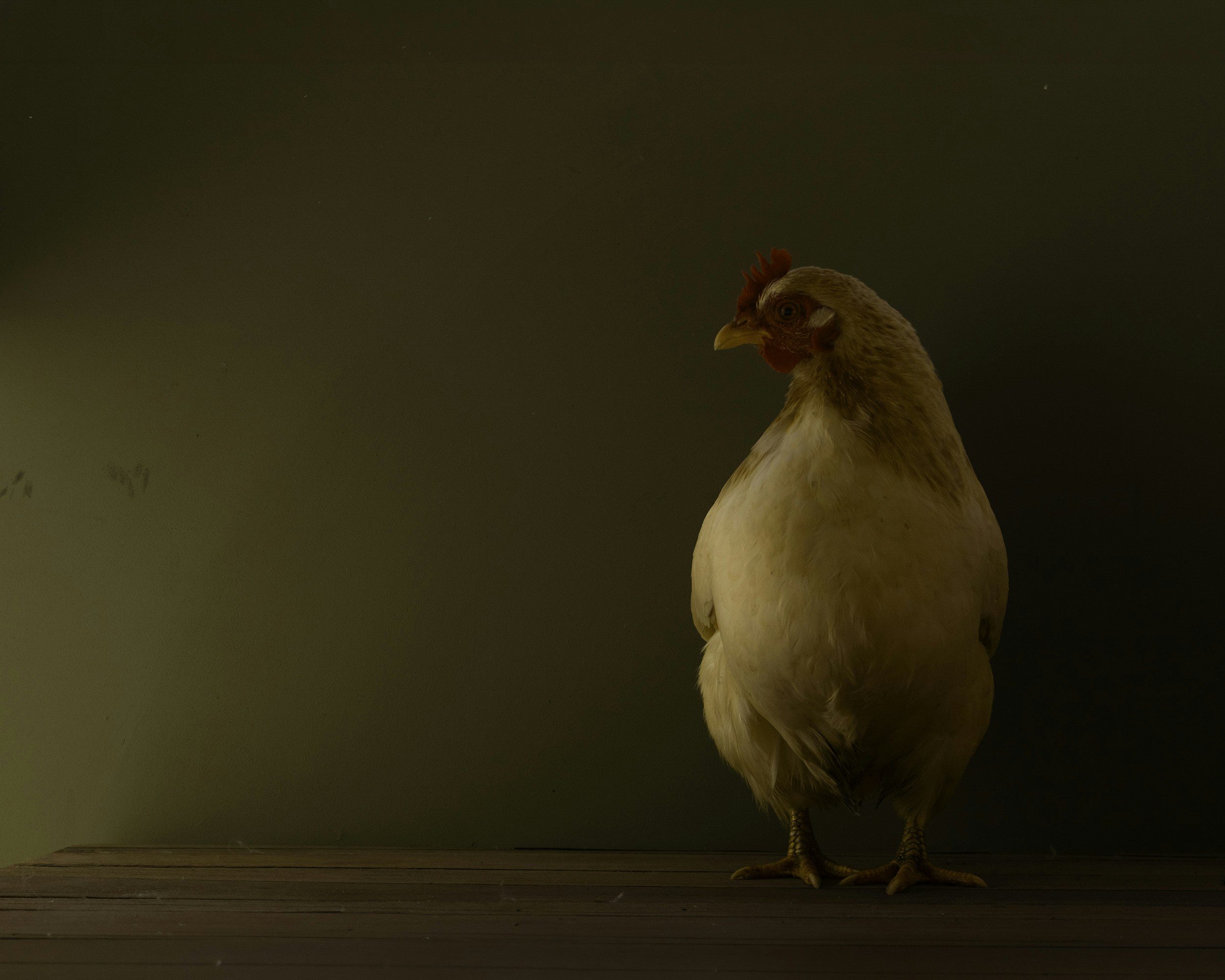 Low-Light Hen Portrait on a Wooden Deck