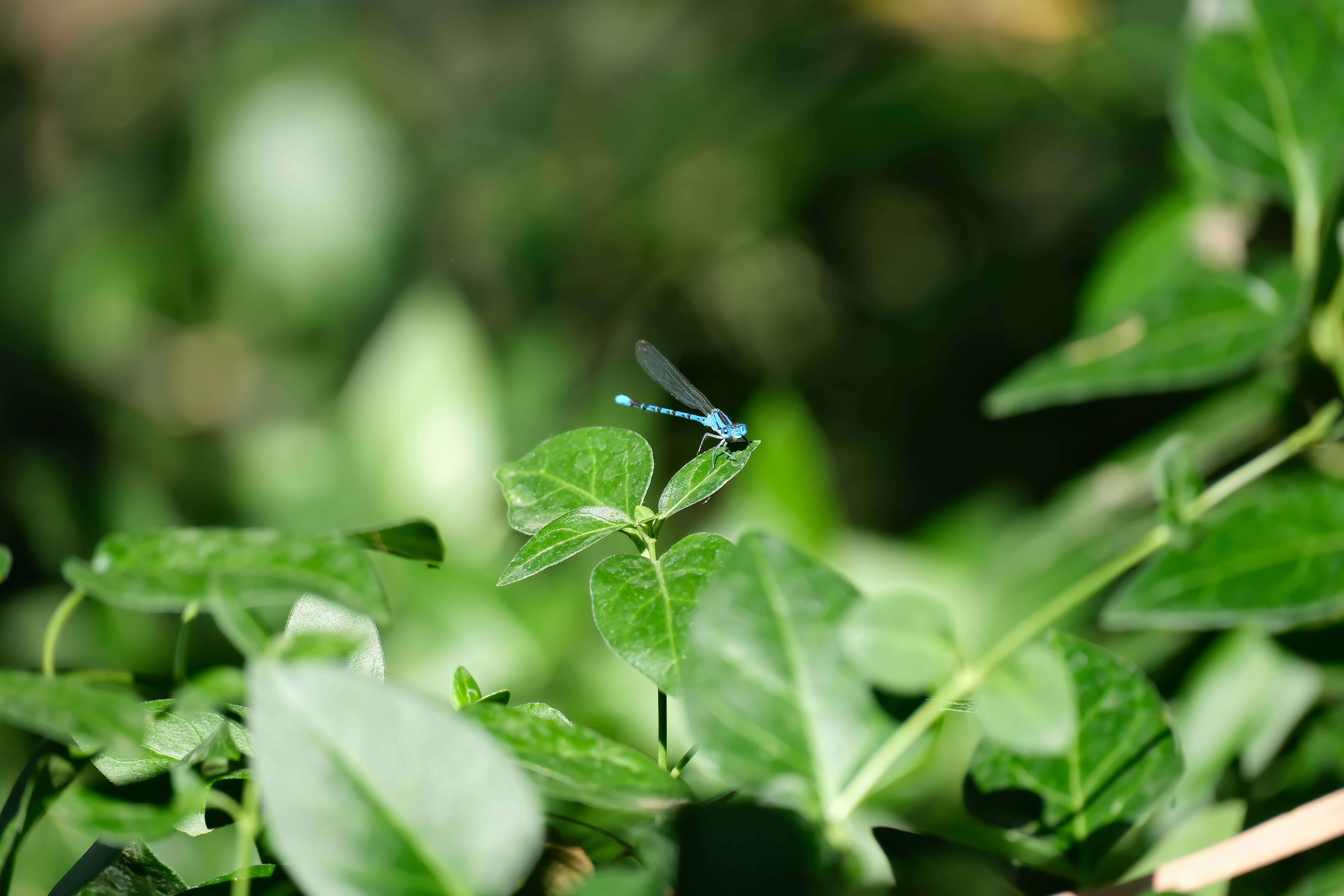 Still Moment: A Blue-Thread Damselfly Poised on Emerald Green