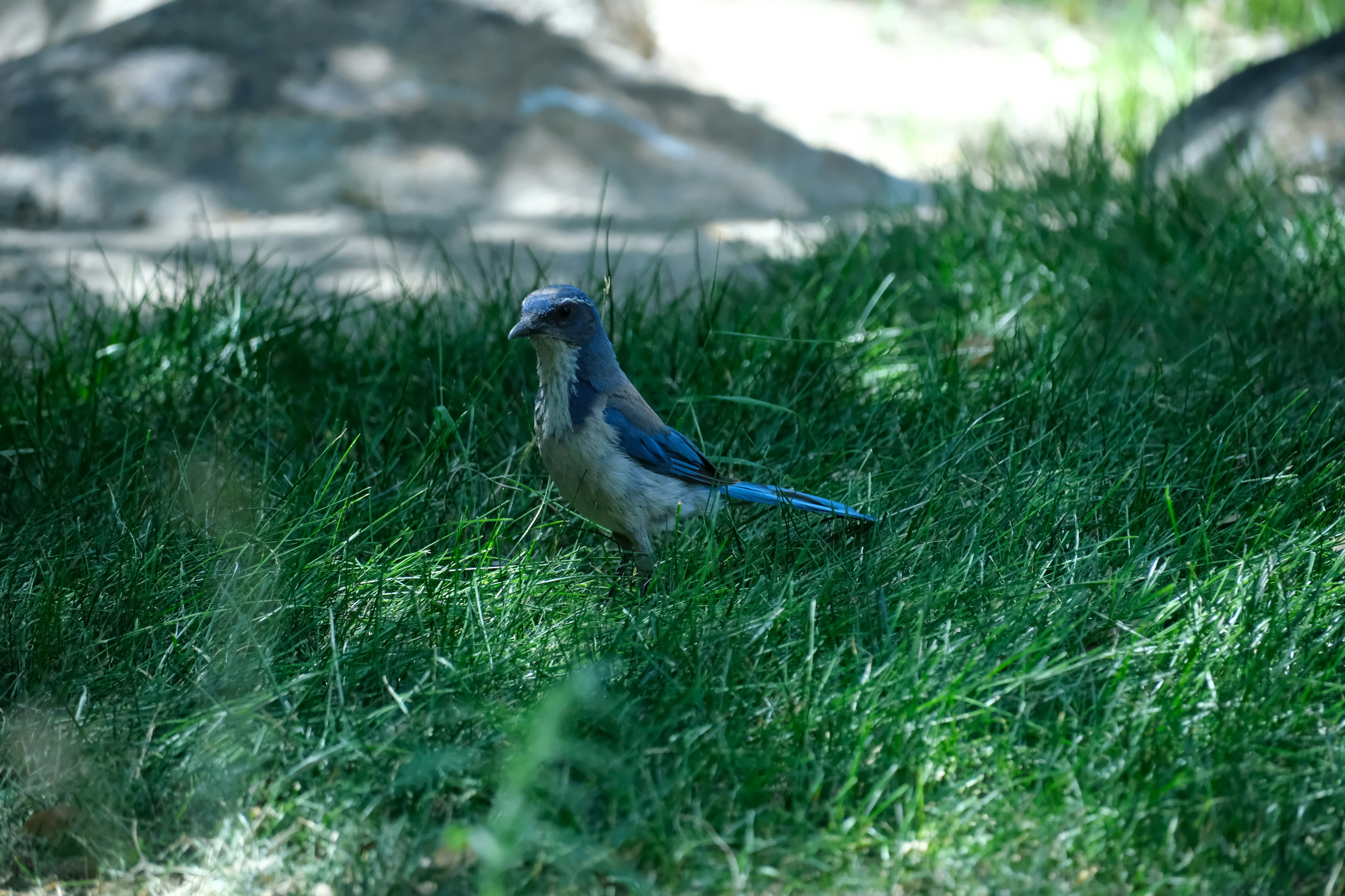 Blue-gray Songbird in Sunlit Grass Verge