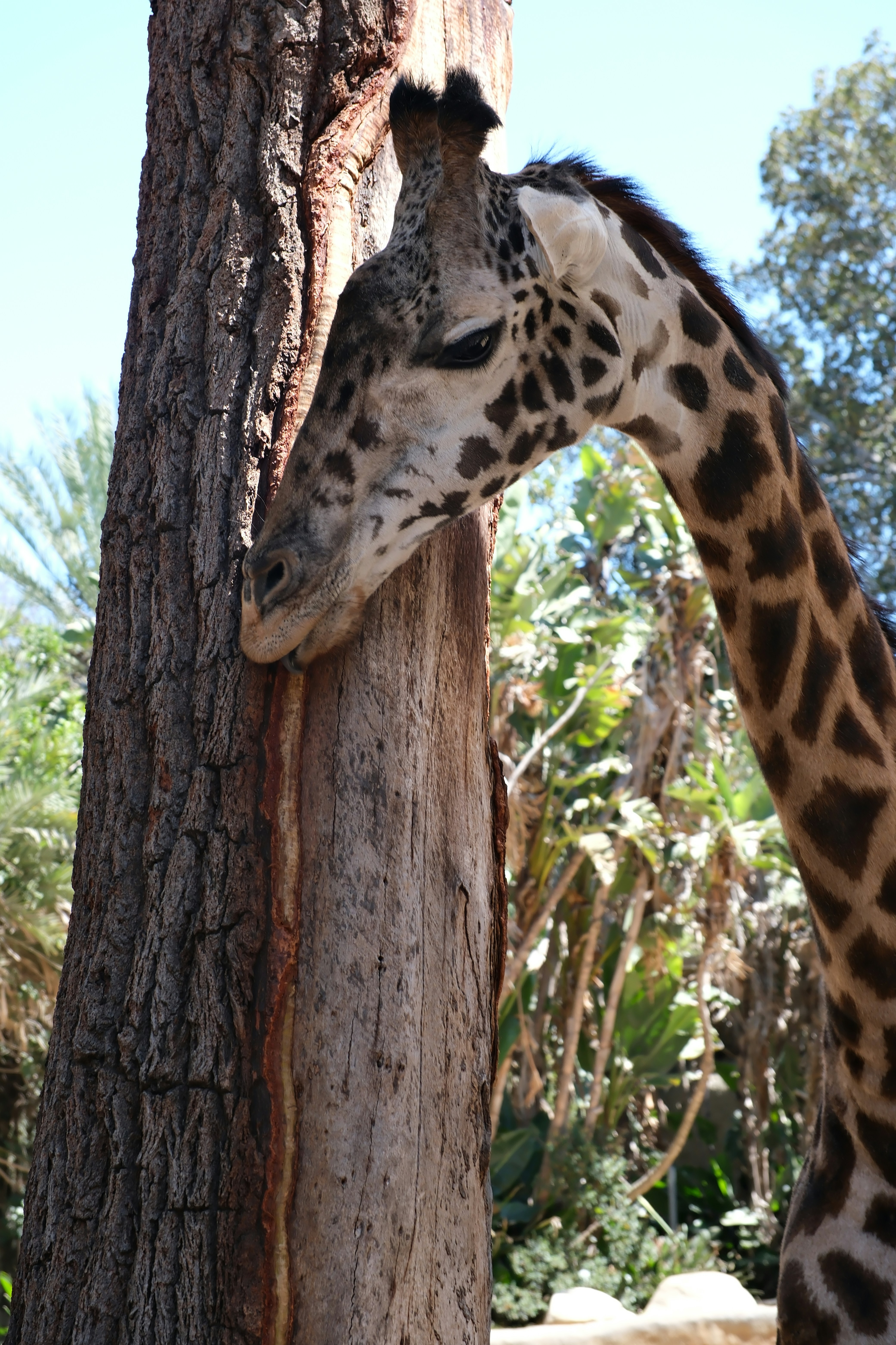 Giraffe Quietly Inspecting a Tree Trunk