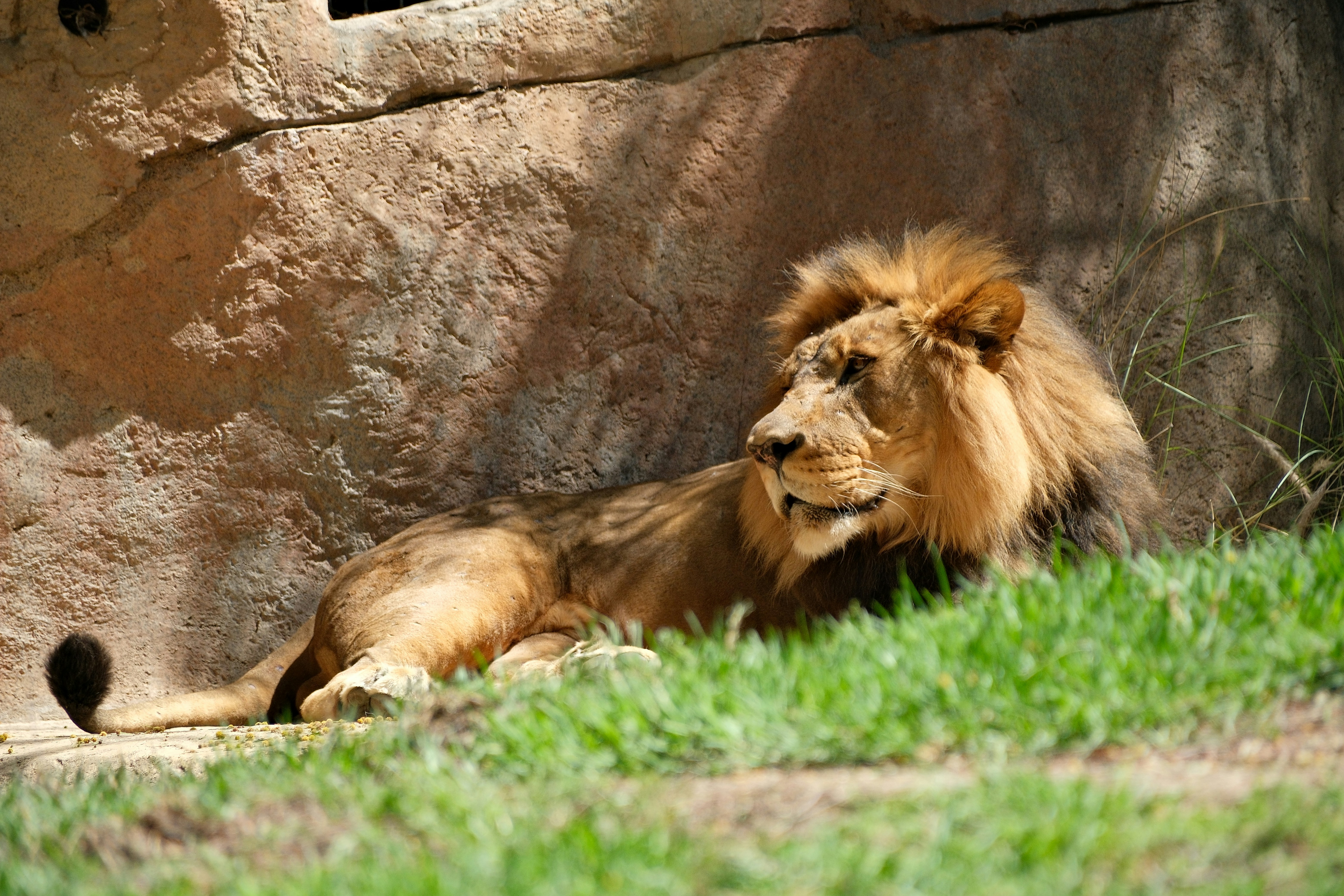 Lion at rest: regal gaze over sunlit rock