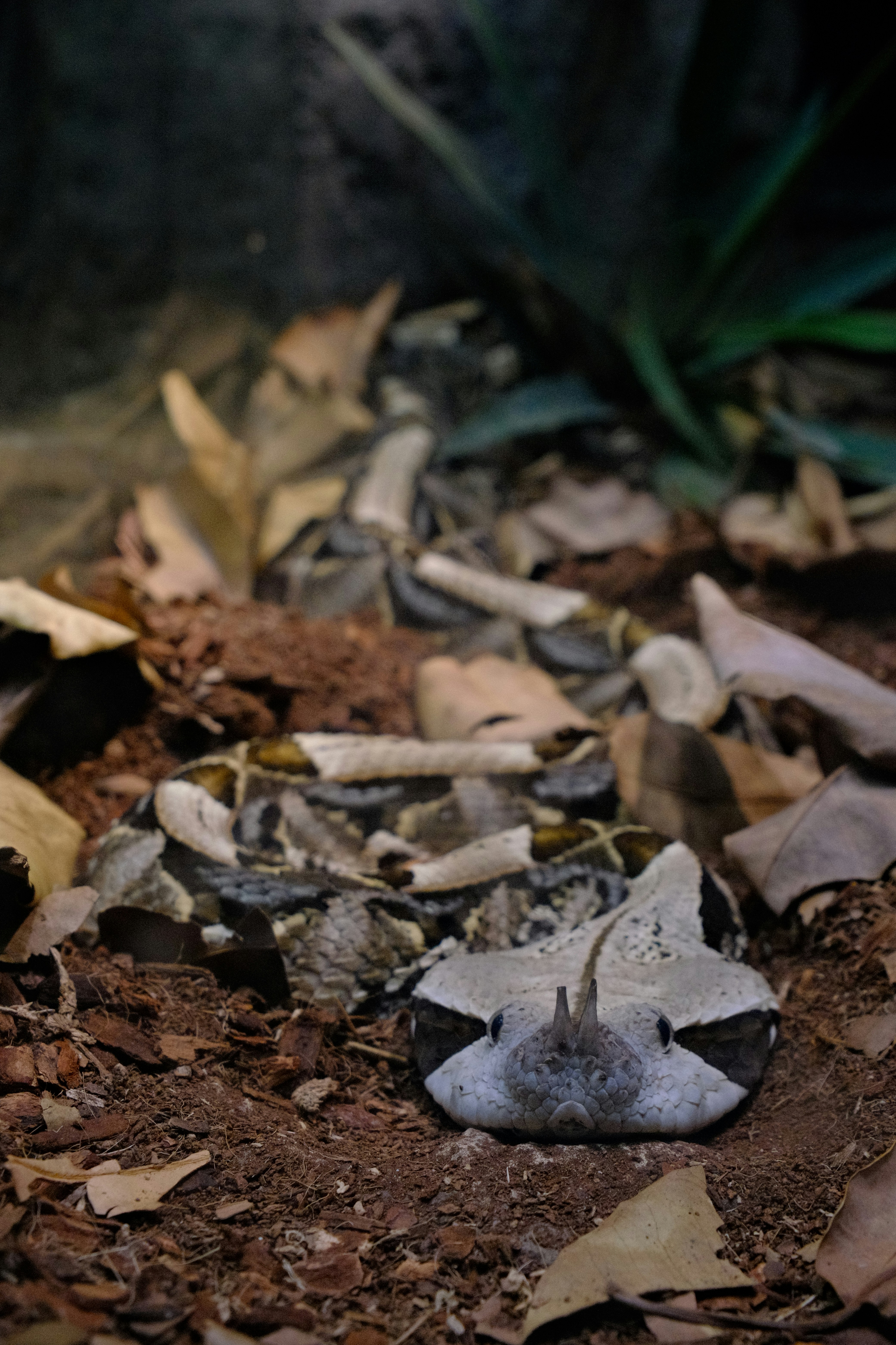 Crouched in Red Earth: A Hidden Predator at the Leaf Litter