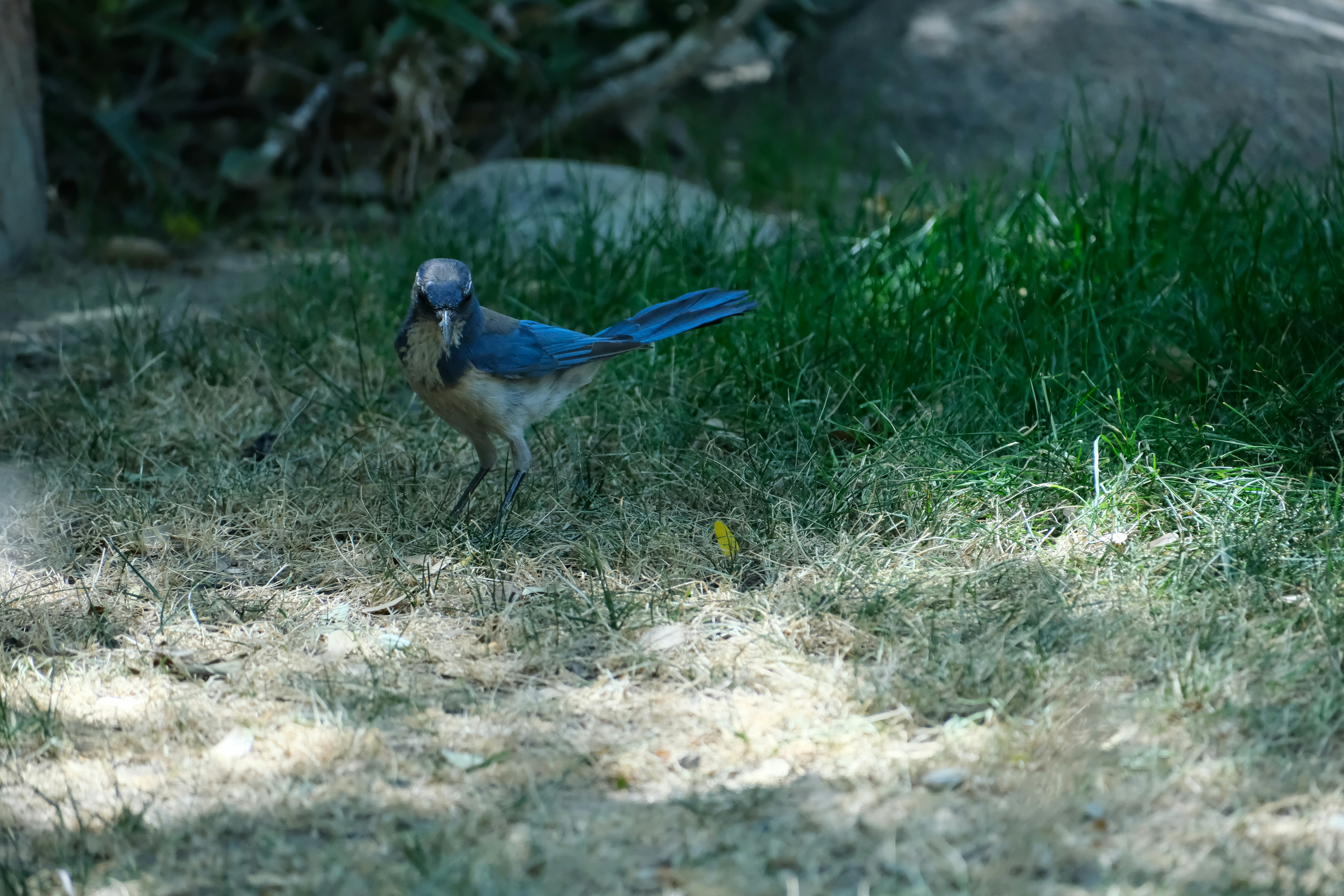 Blue-streaked Magpie Jay in sunlit yard