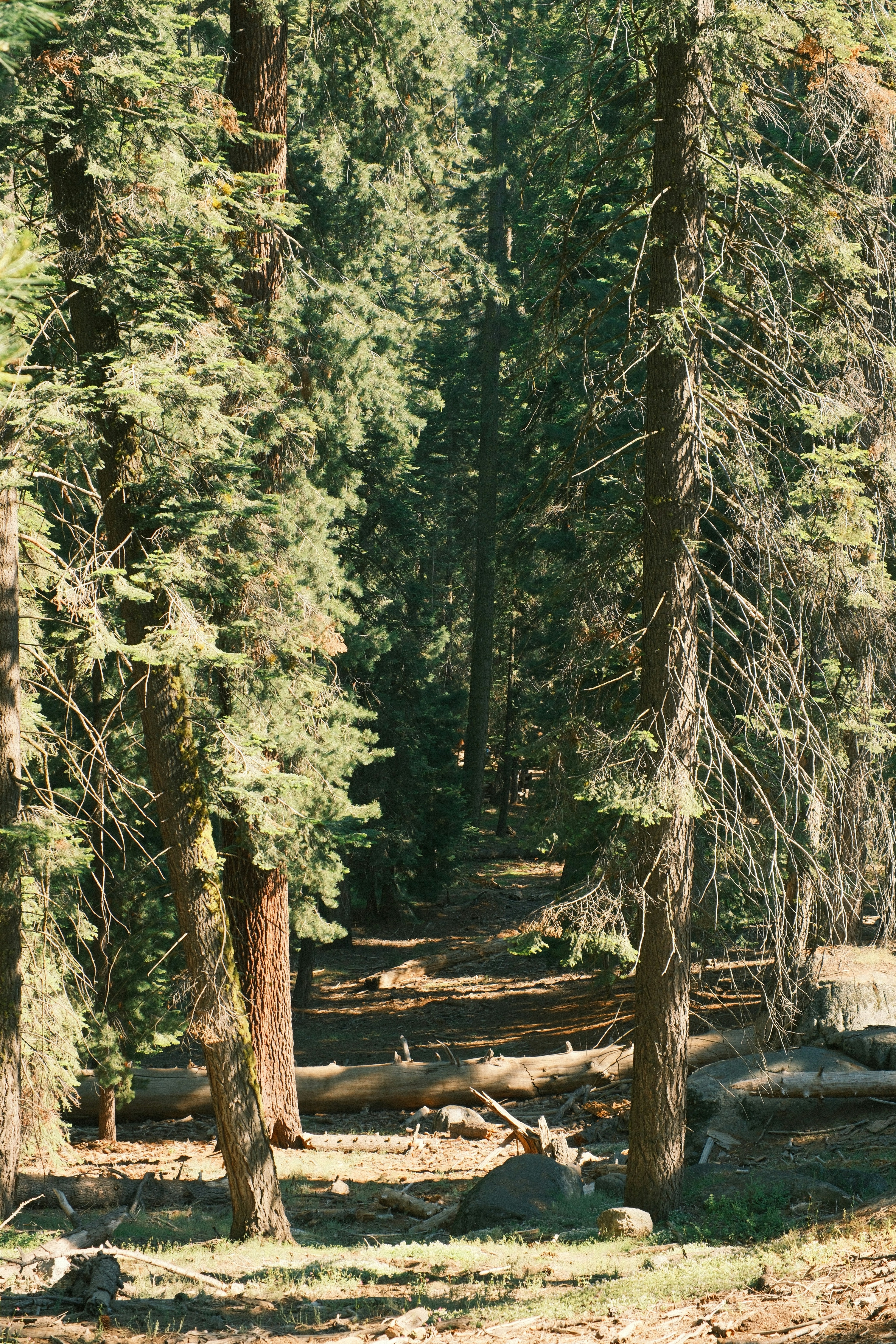 Forest Corridor: Sunlit Pines Leading the Quiet Path