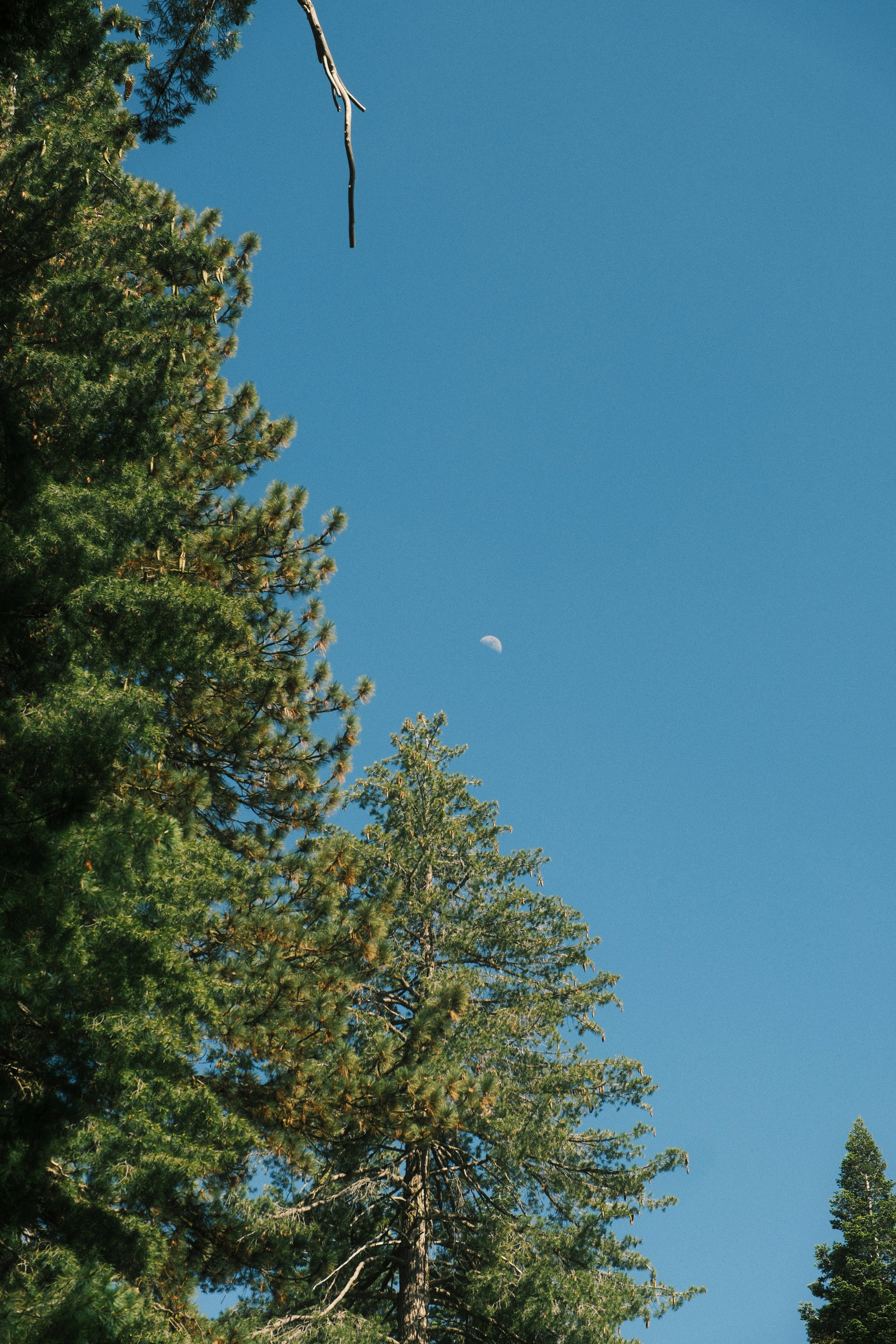 Moon over Pines: Quiet Sky Above a Forest Canopy