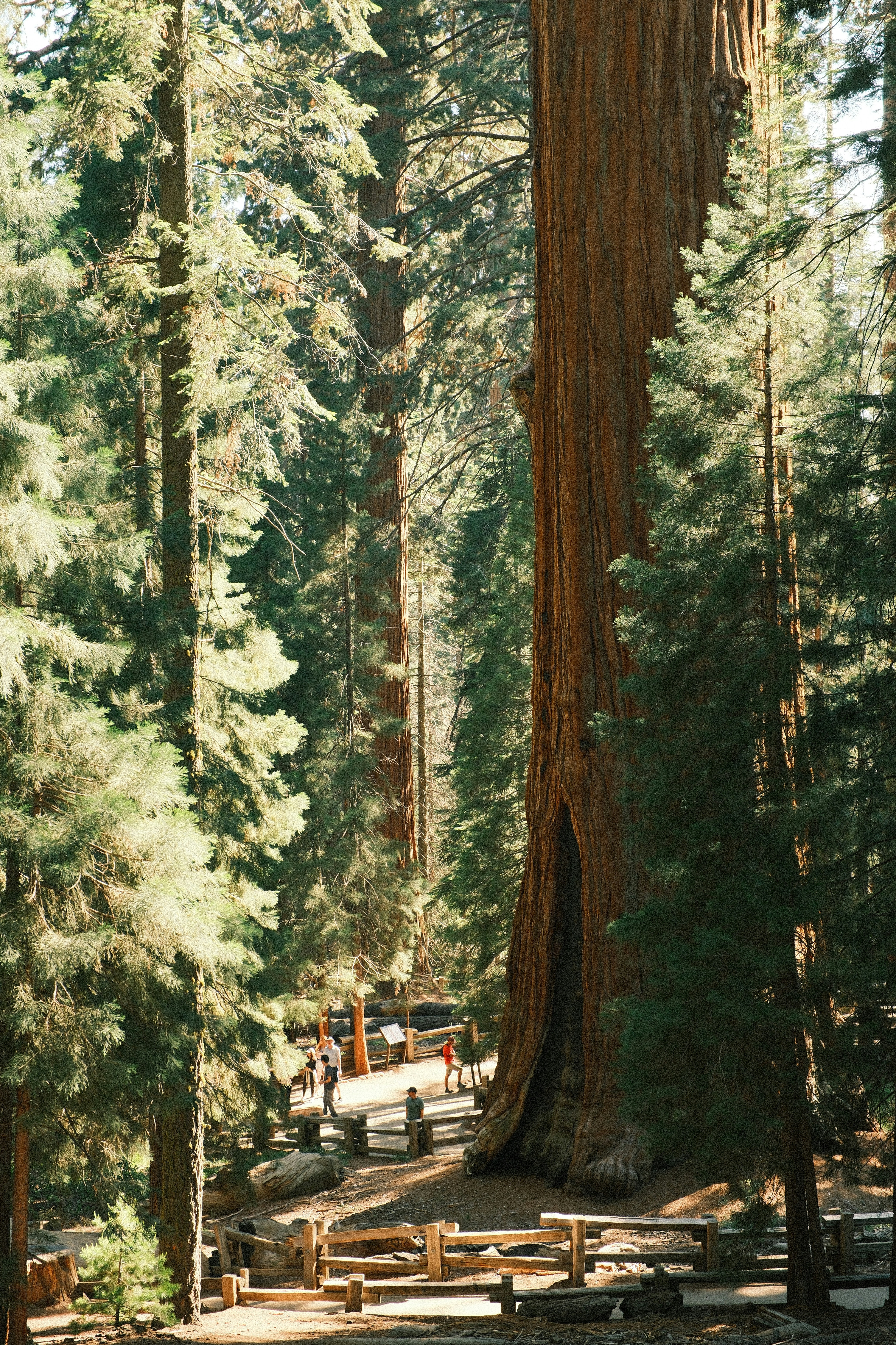 Giant Sequoia Corridor: Visitors Beneath a Cathedral of Pines
