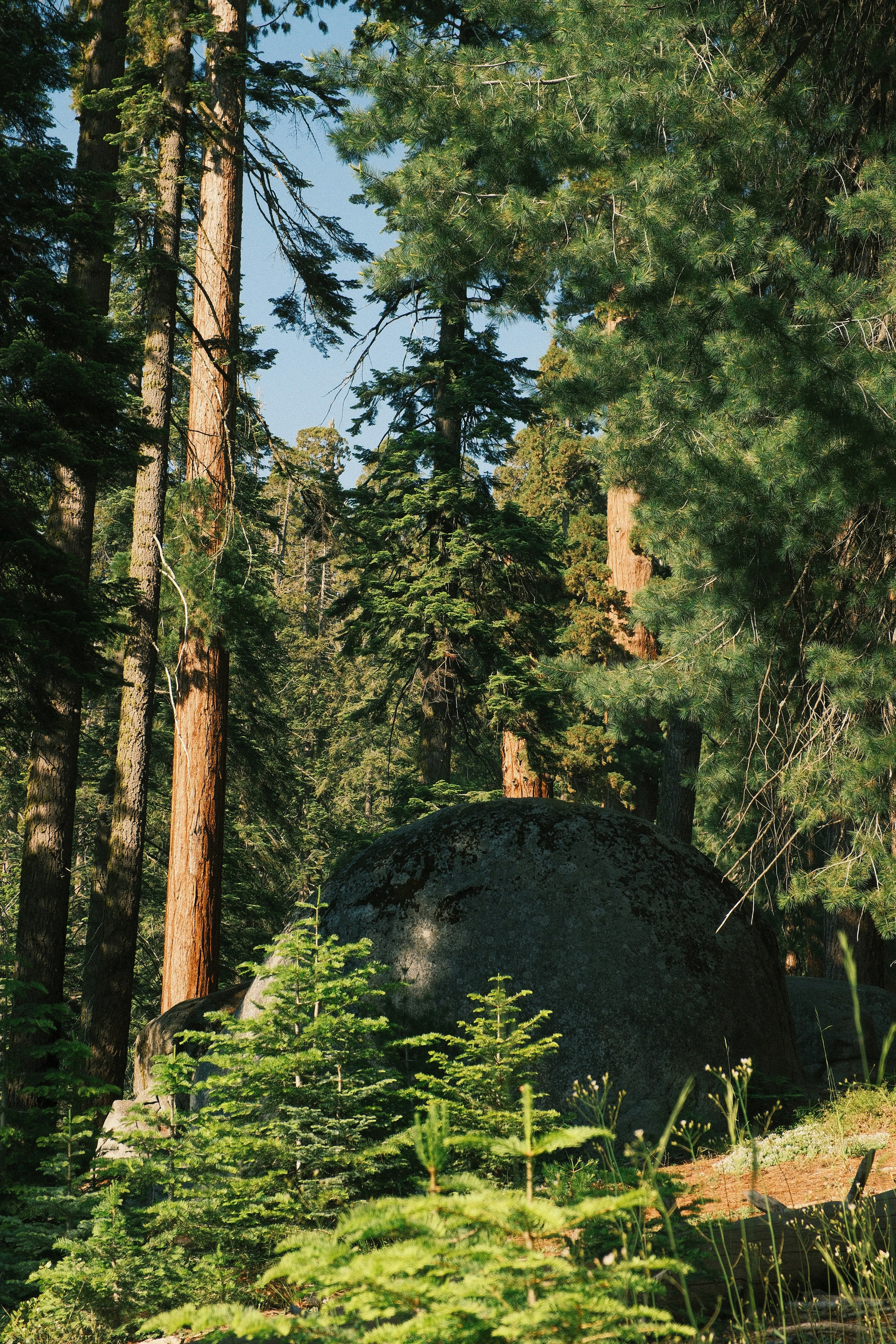 Sunlit granite boulder nestled among tall pines and undergrowth, bathed in dappled forest light.