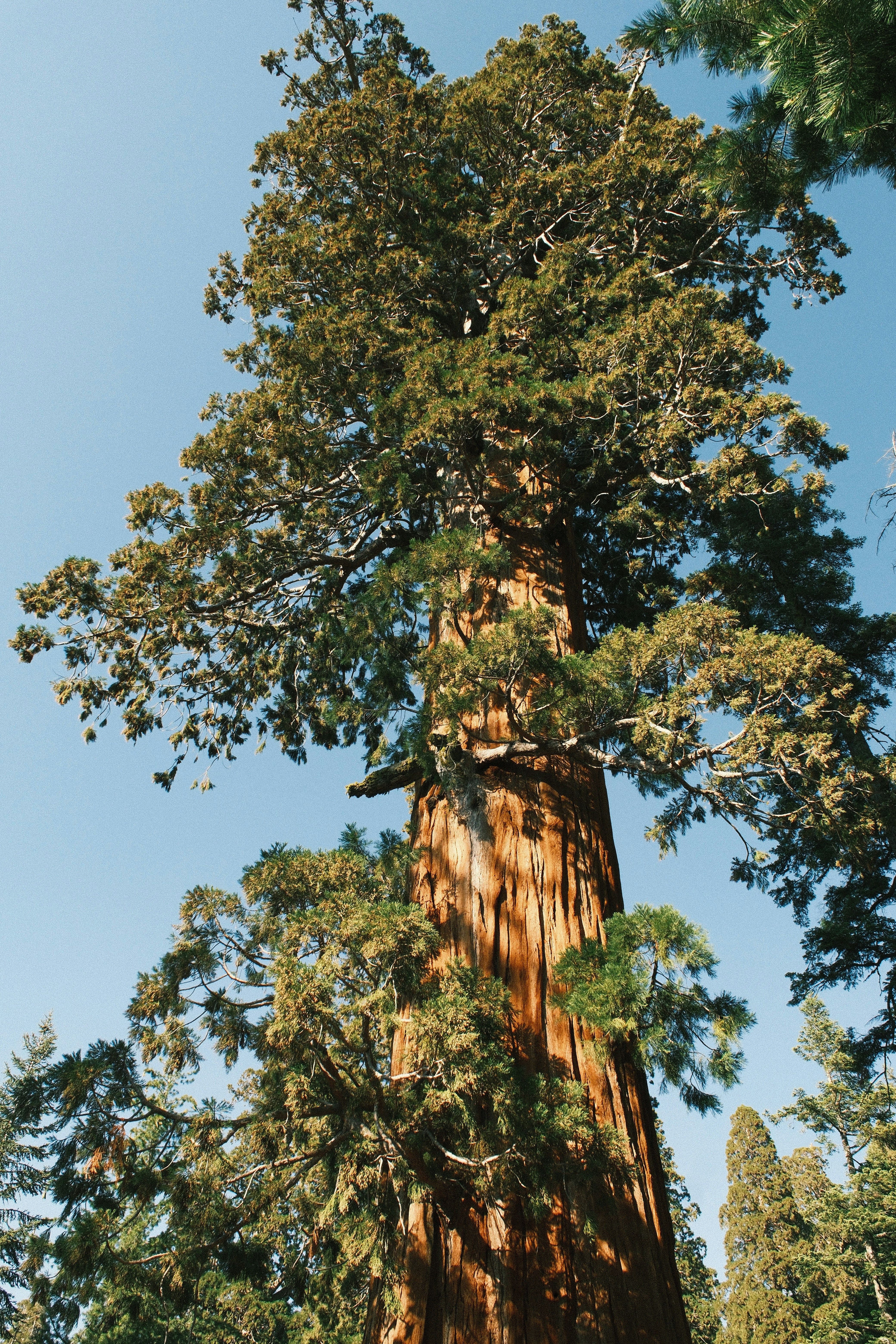 Whispering Giant: A towering sequoia reaching toward a crisp blue sky