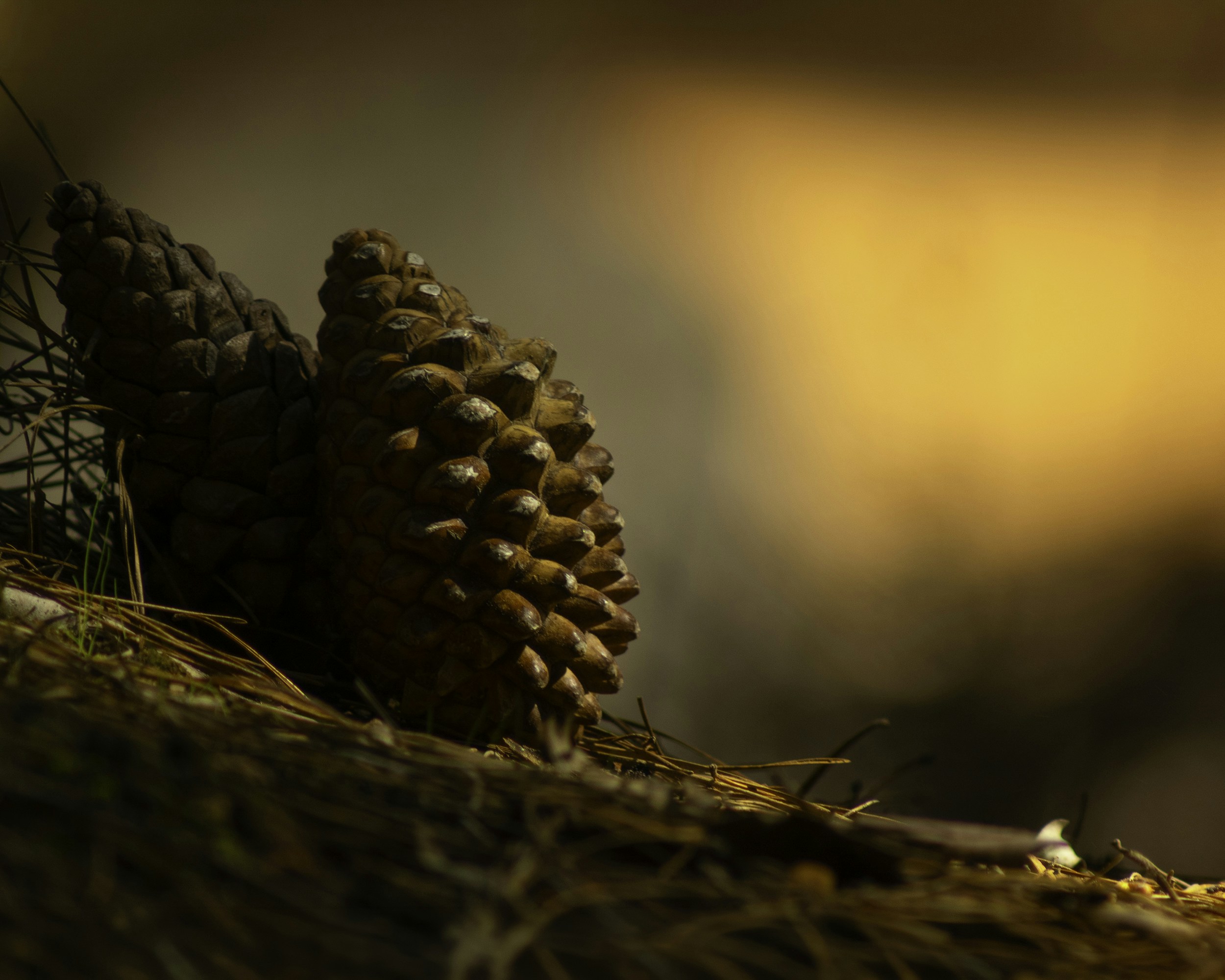 Amber Pines: Close-up of Pine Cones in Warm Autumn Light