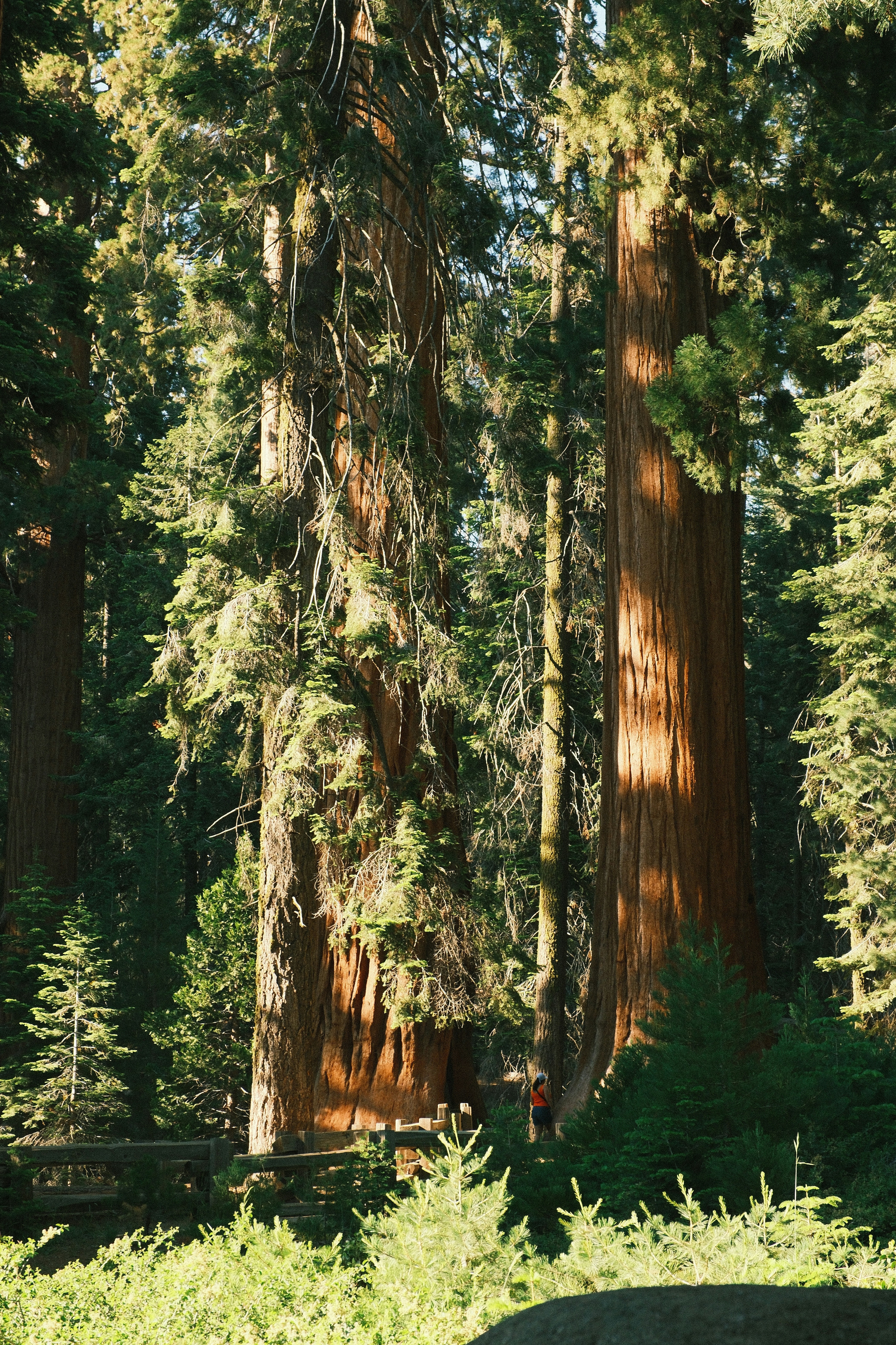 Ancient Giants: Sunlit Redwoods Guard the Quiet Trail