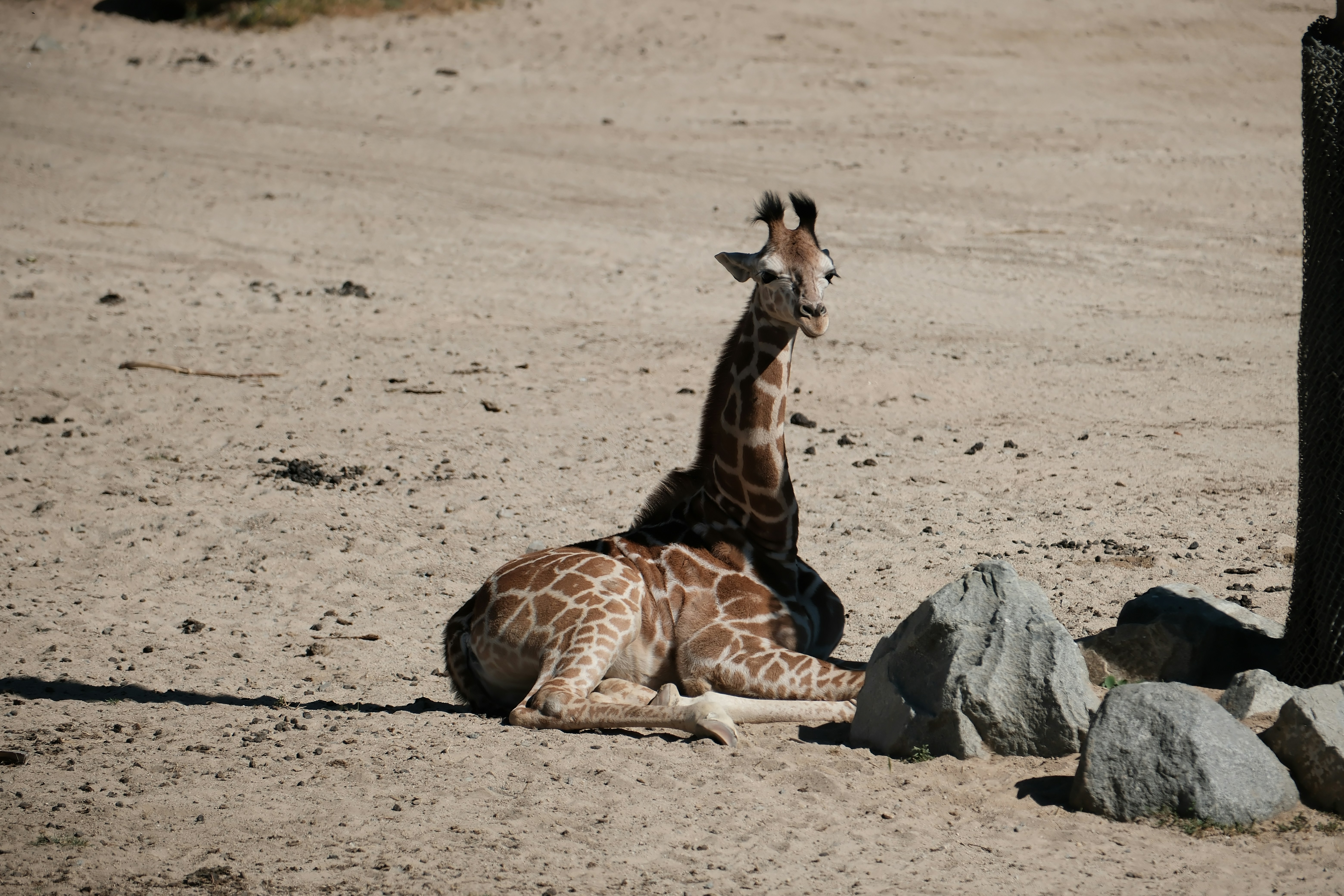 A young giraffe rests on sandy ground beside a cluster of rocks under bright daylight.