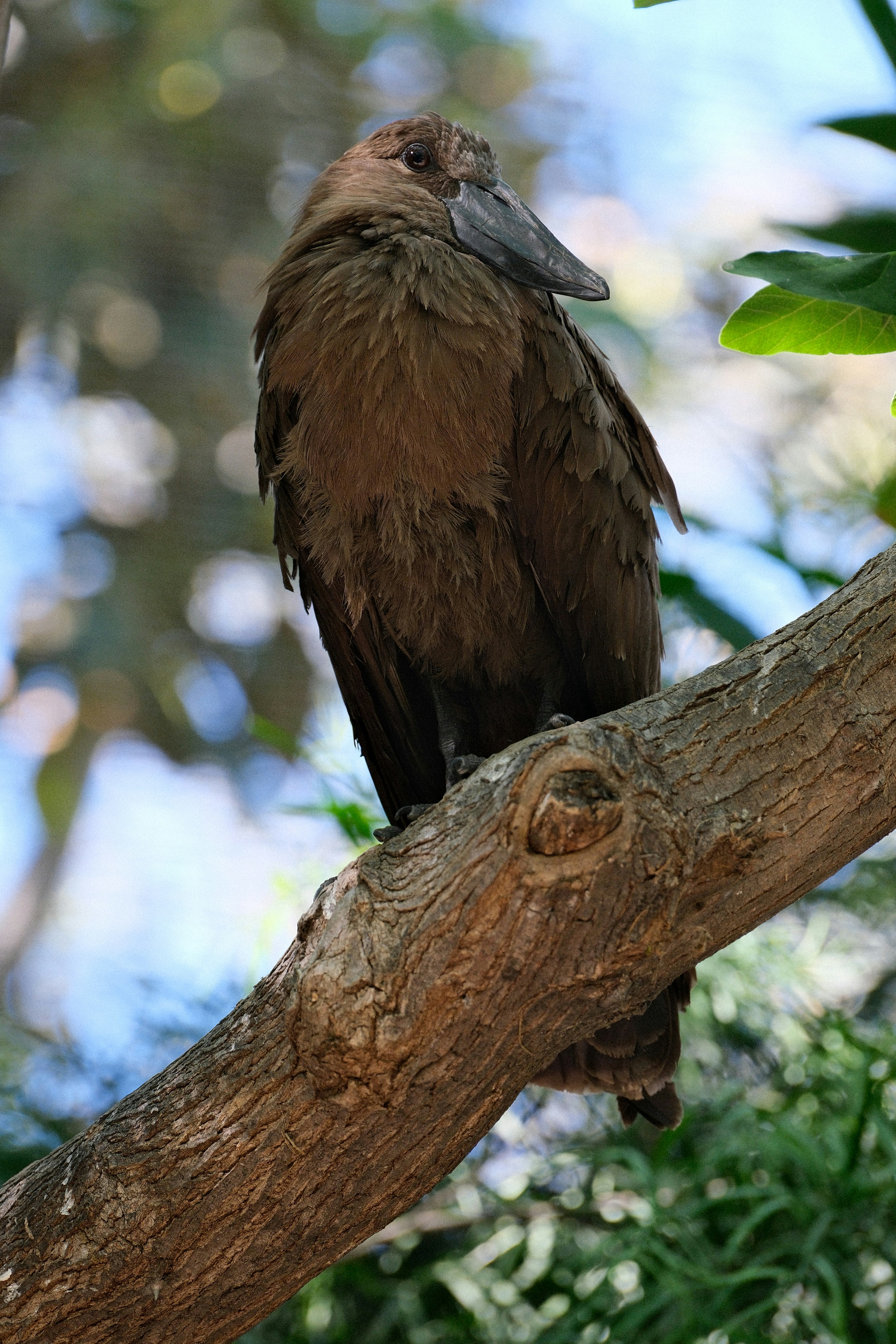 A brown bird perching on a tree branch.