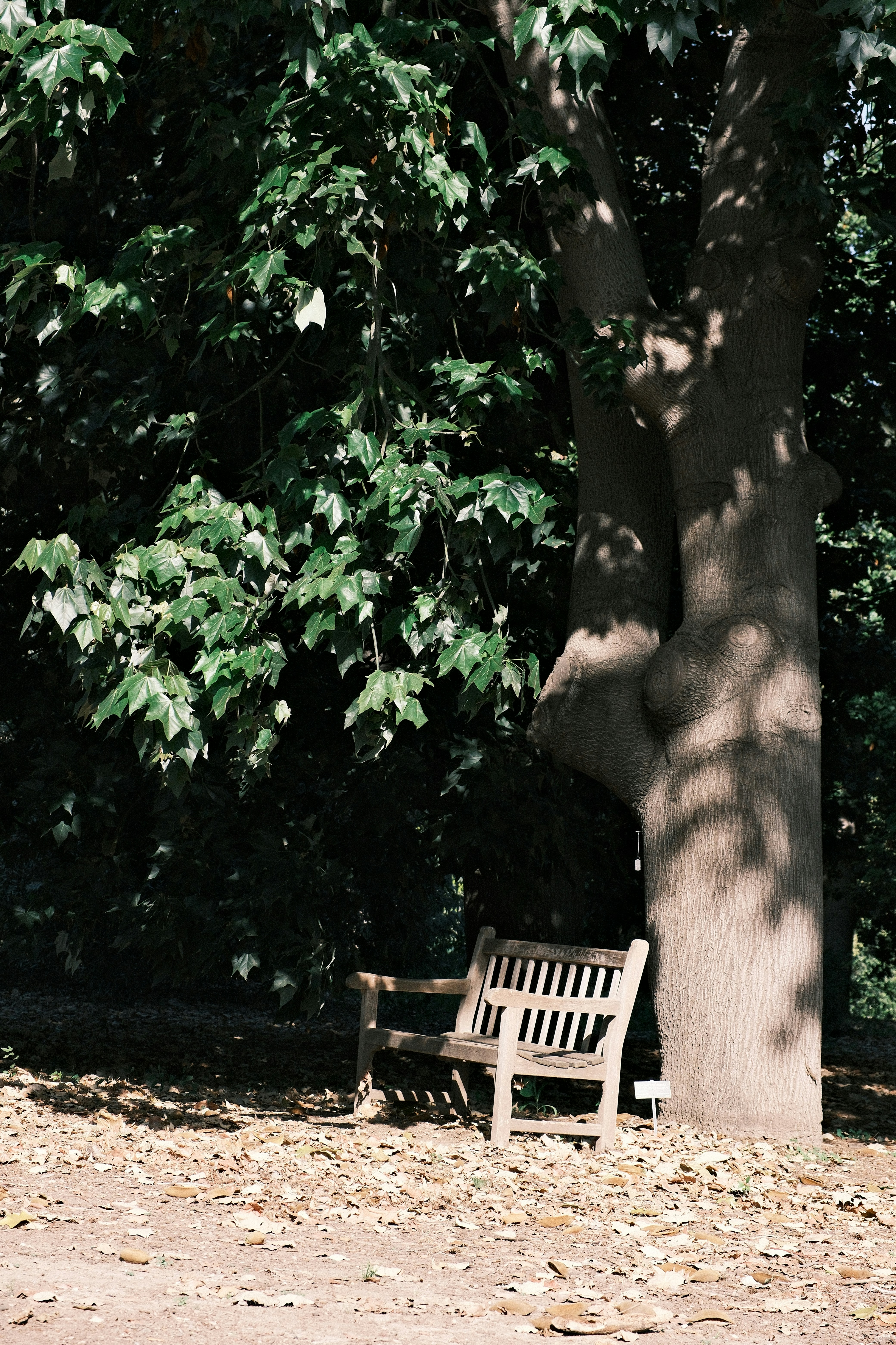 Quiet Shade: An Untouched Wooden Bench Beneath a Sunlit Tree