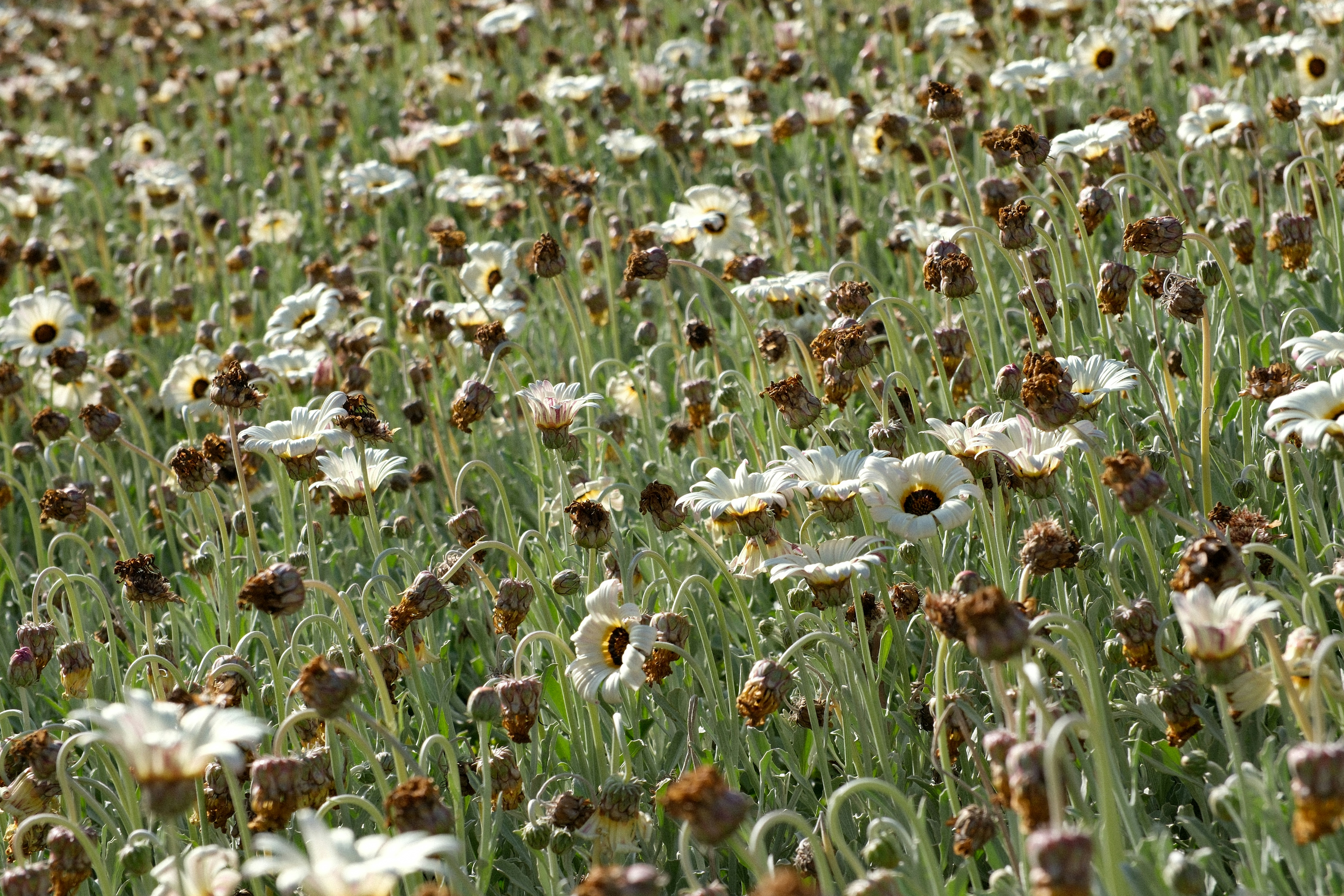 Drowsy Daisies in a Sunlit Meadow
