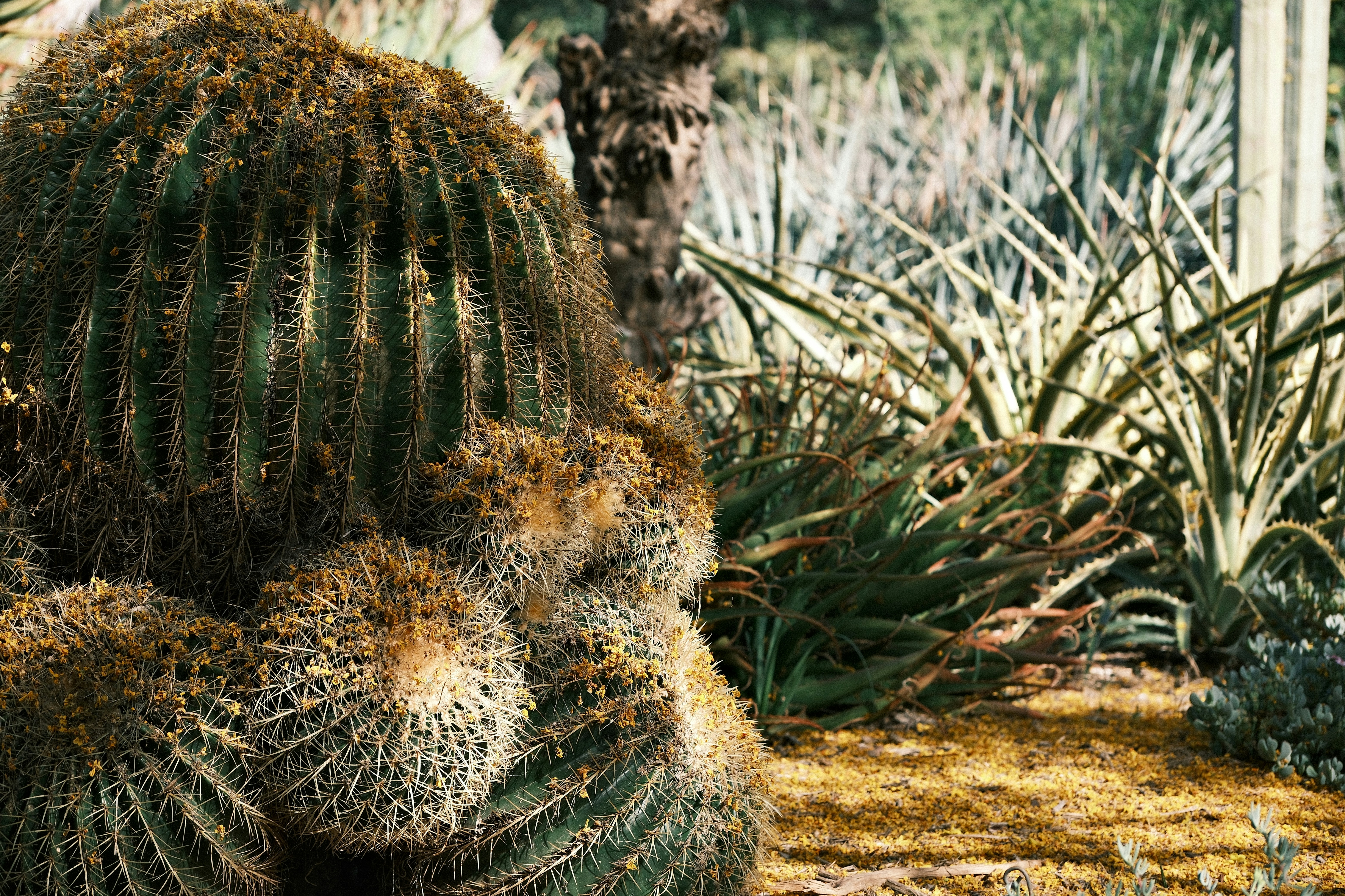 Alien Spine of Cacti: A Desert Garden Portrait
