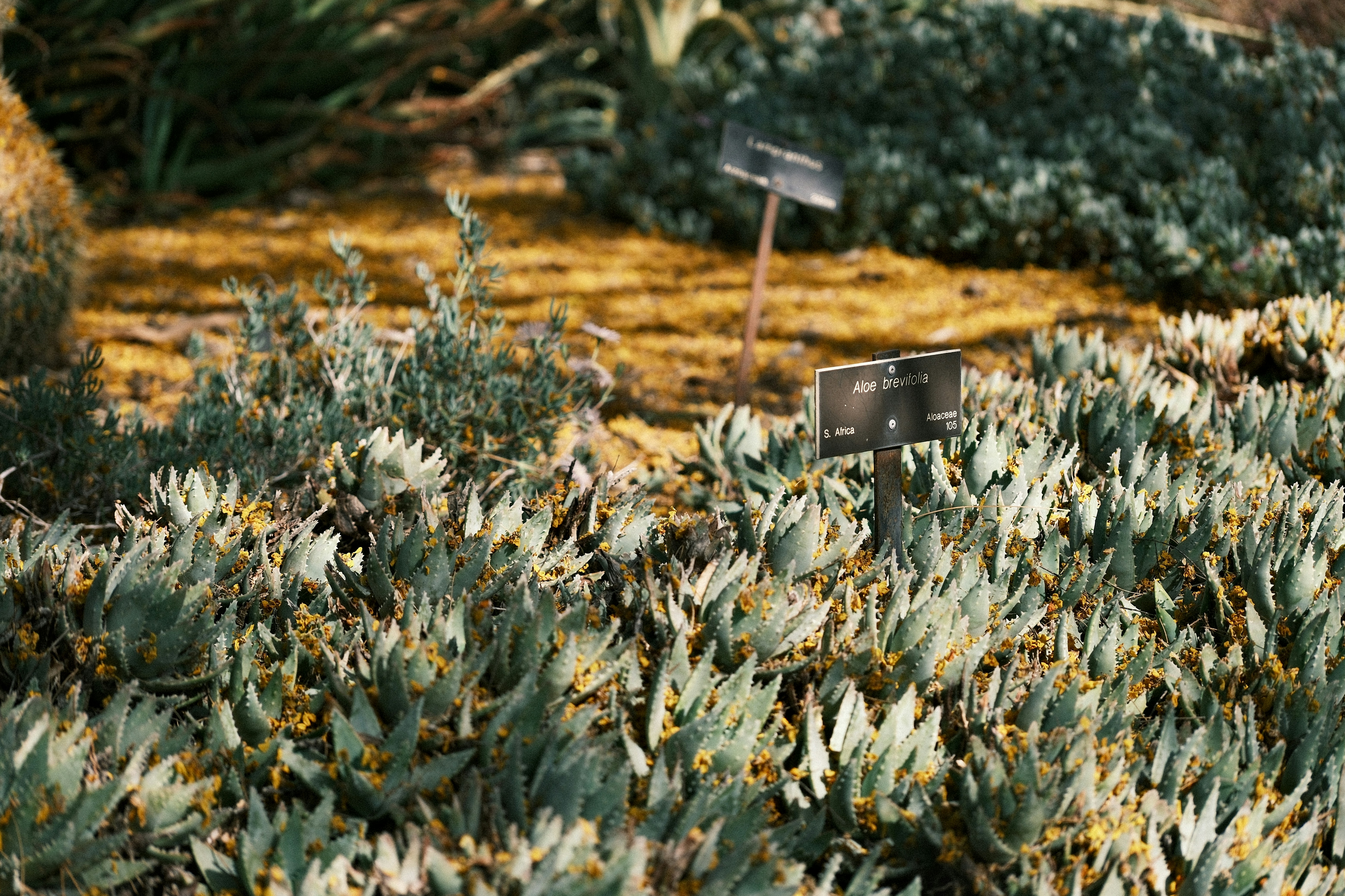 Desert Sage Between Signposts: a Quiet Garden of Silver-Blue Foliage