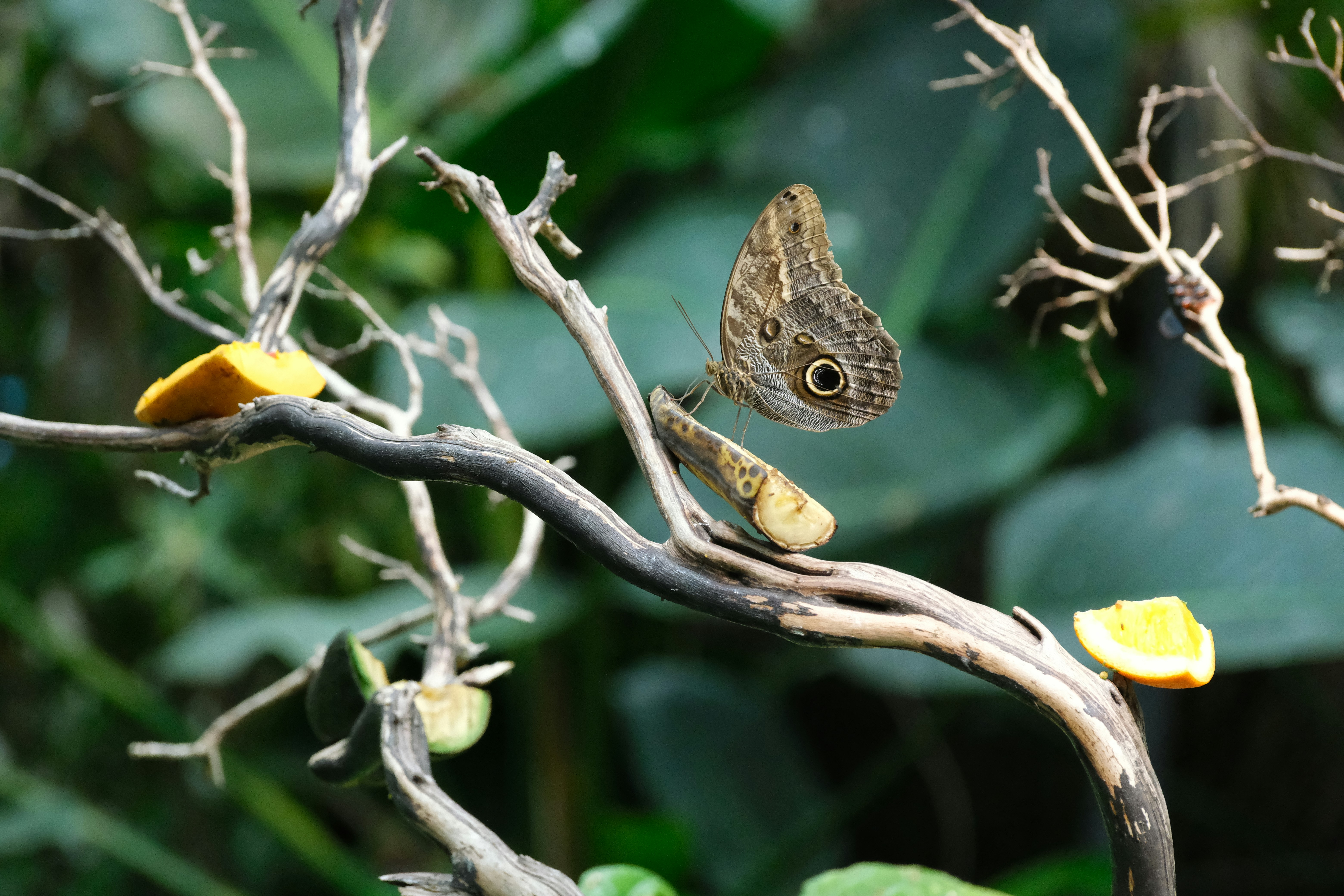 Butterfly Vigil on a Gnarled Branch