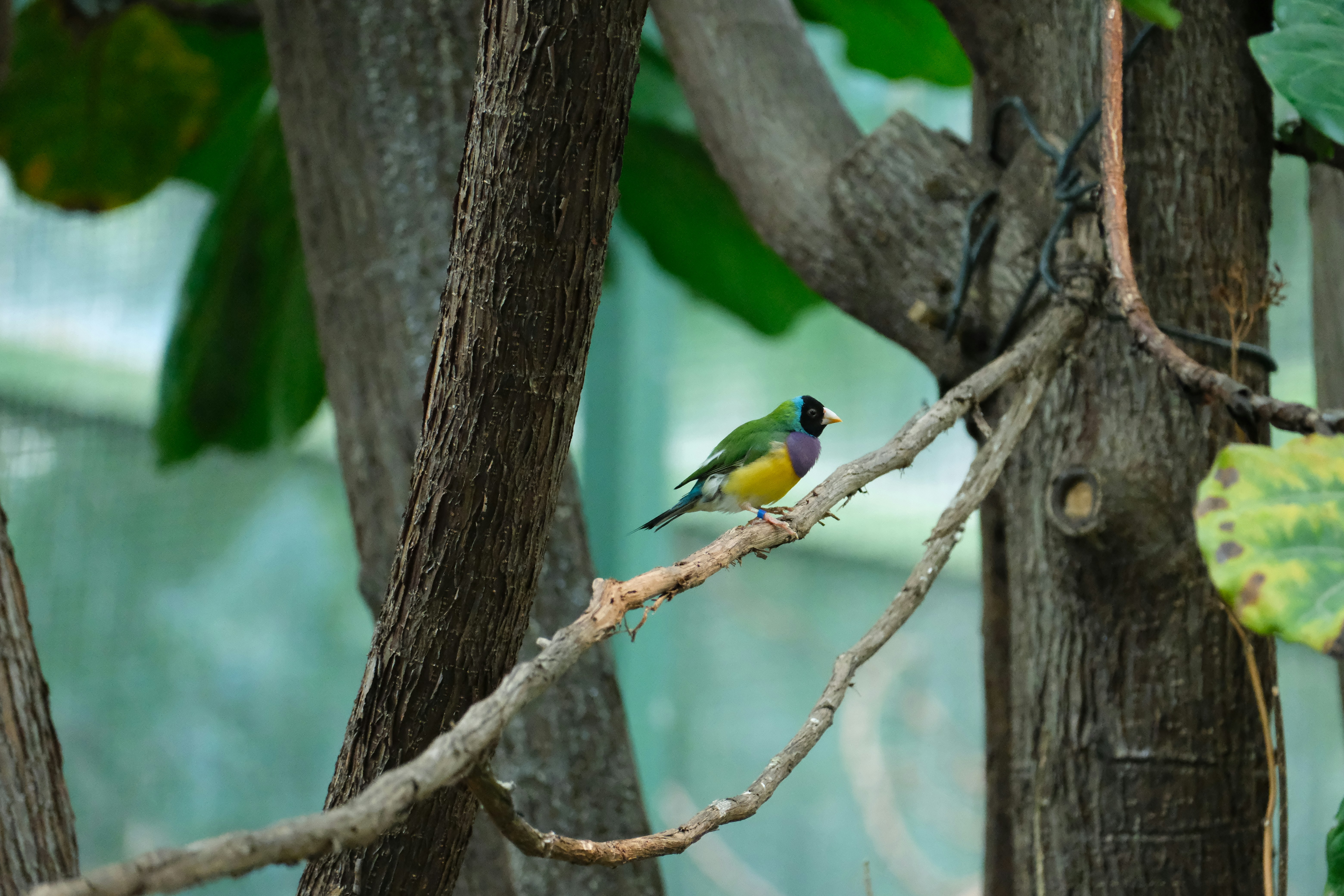 Tiny Bird, Big Frame: A Yellow-Headed Beauty Poised on a Branch