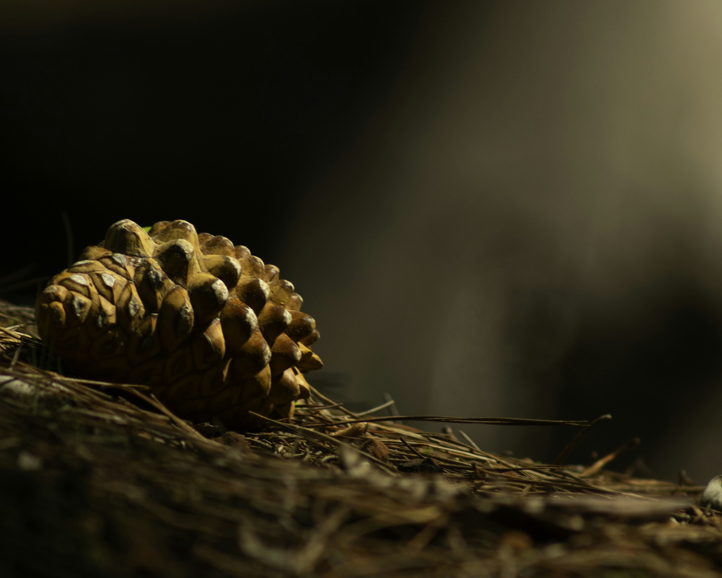 Dormant Pinecone Nestled in Quiet Forest Floor