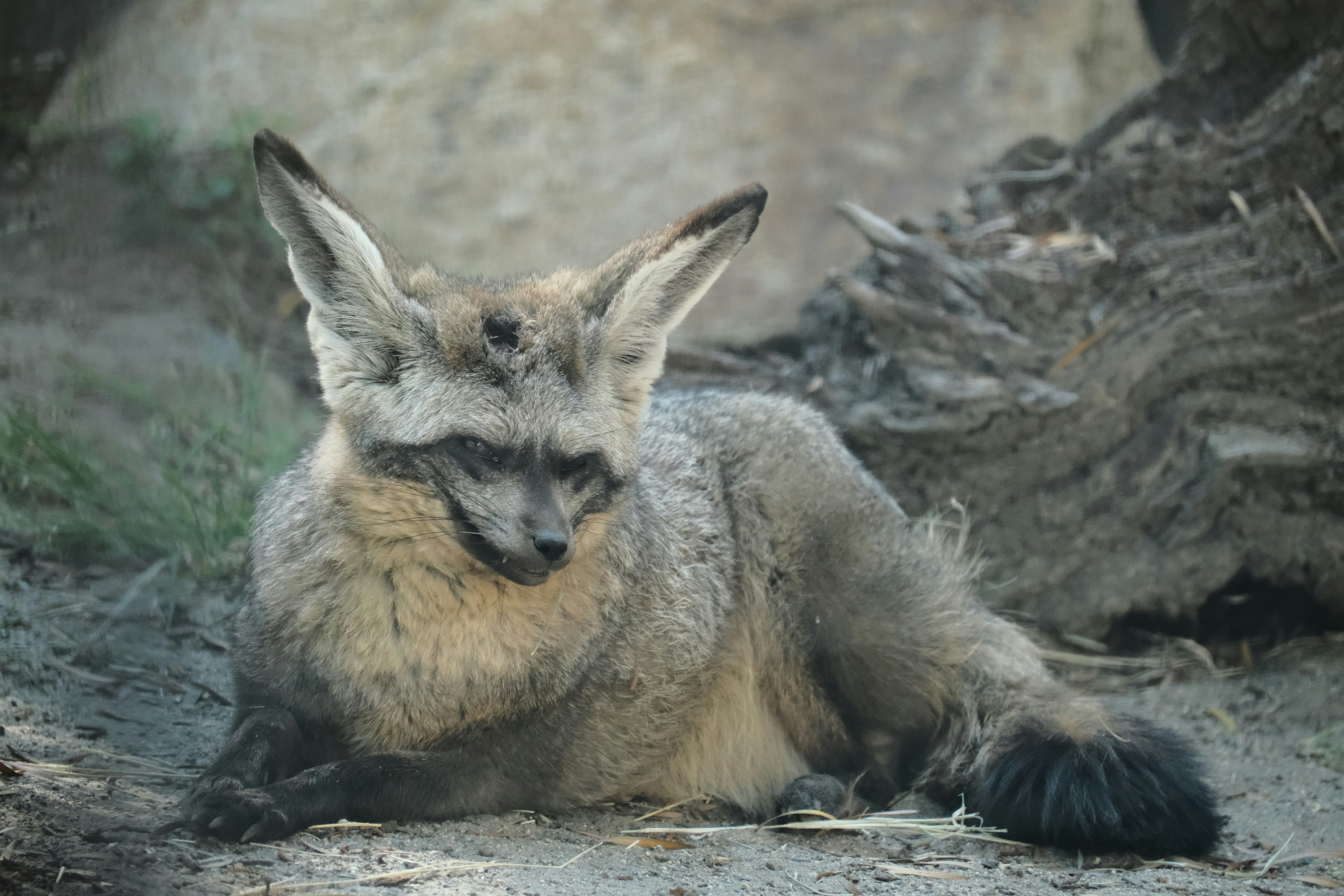 Quiet Prime: A Juvénile Raccoon Fox Resting in Shade