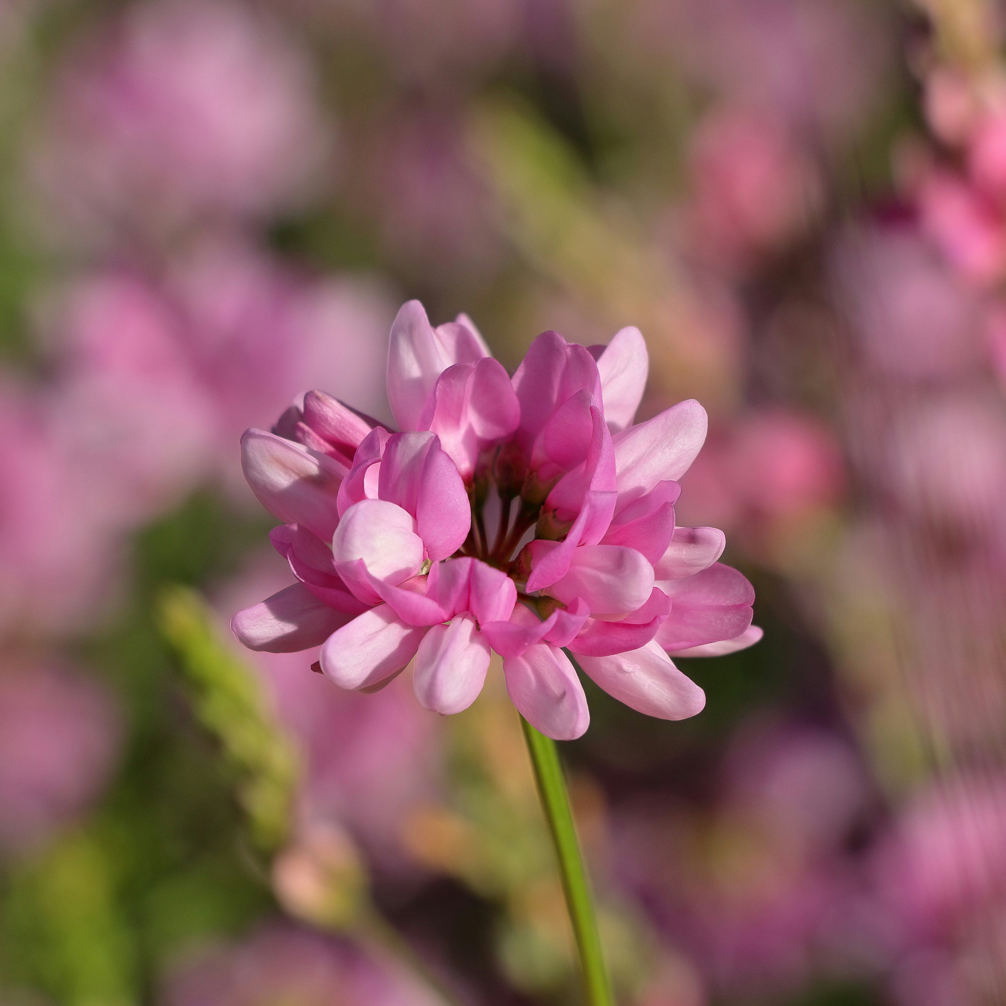 Petaled Dawn: A Pink Chrysanthemum in Soft Blur