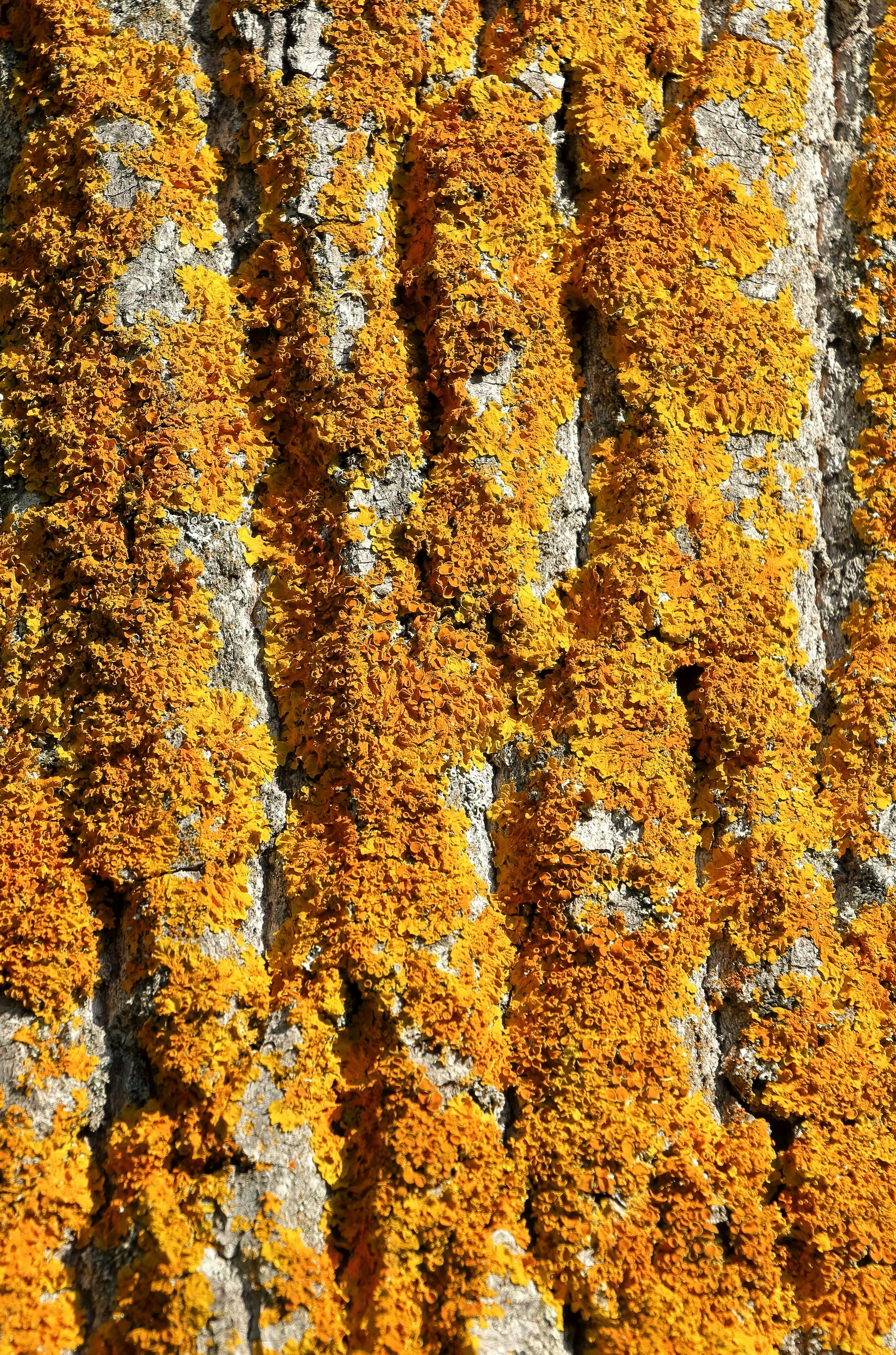 Lichen Ridges on Weathered Bark: A Textured Autumnal Tapestry
