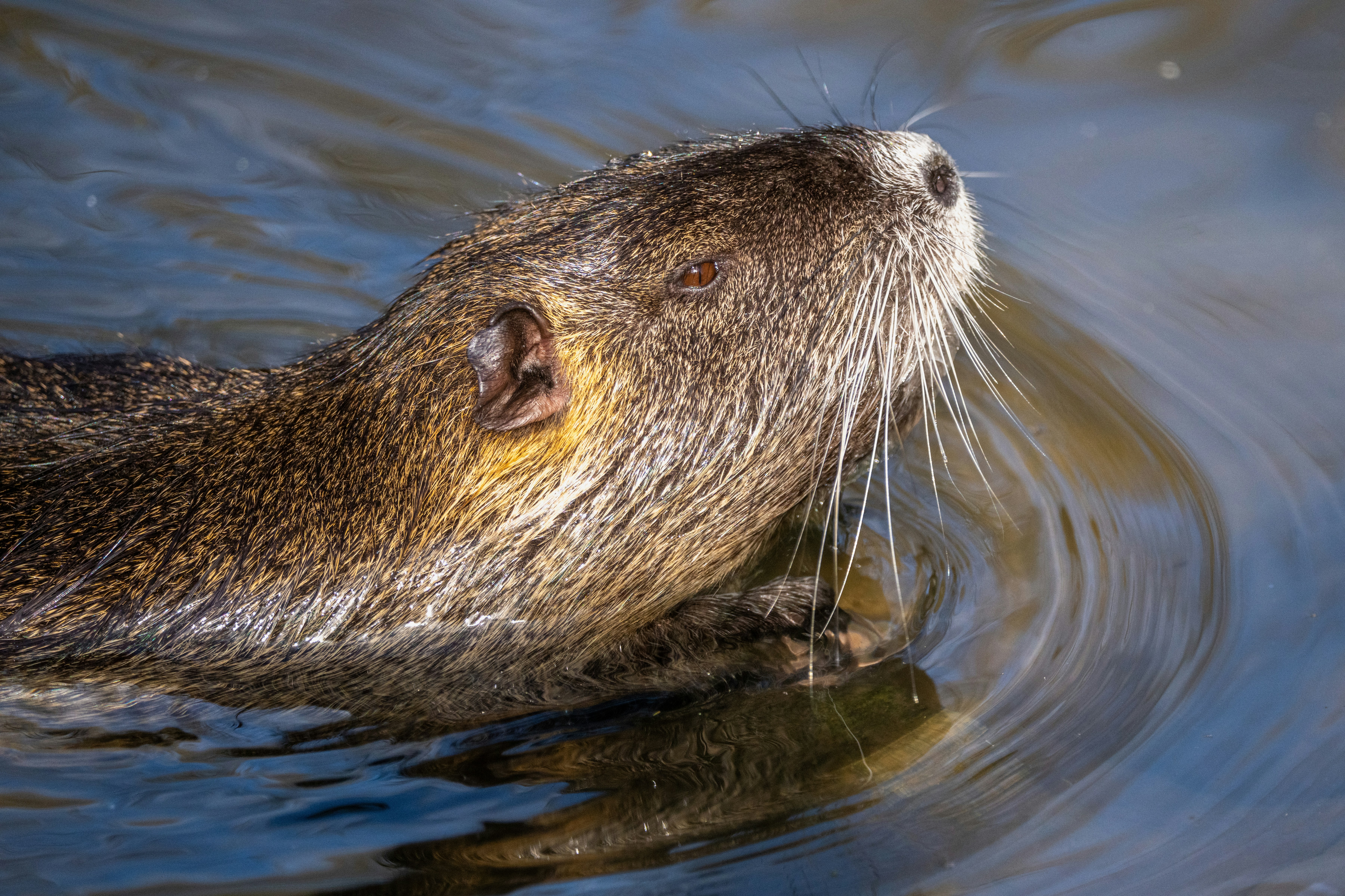 Dolphin-like Glide: A Moment with a Waterwise Otter