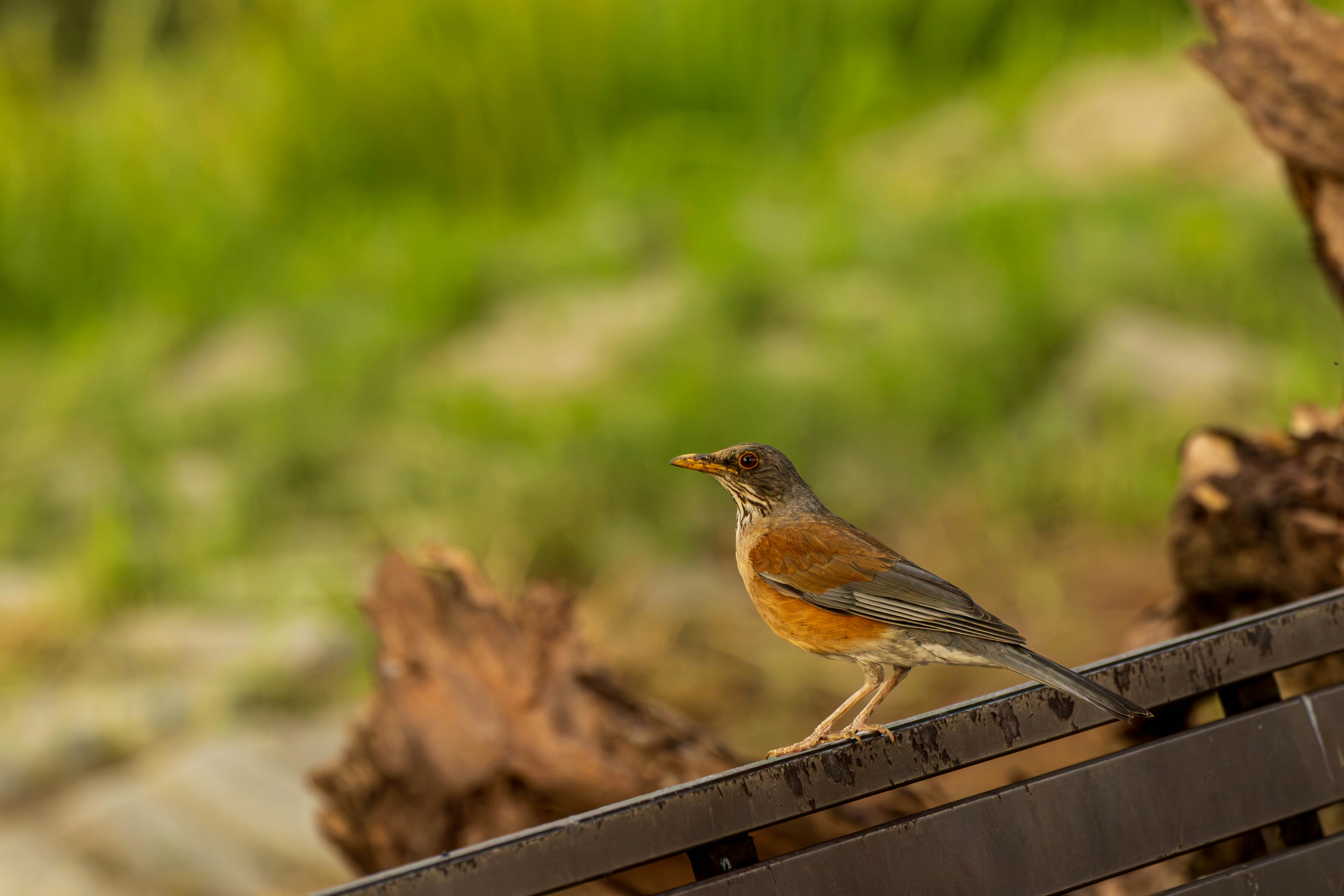 Rusty-brown Bird on a Rails Edge Amid Green Backdrop