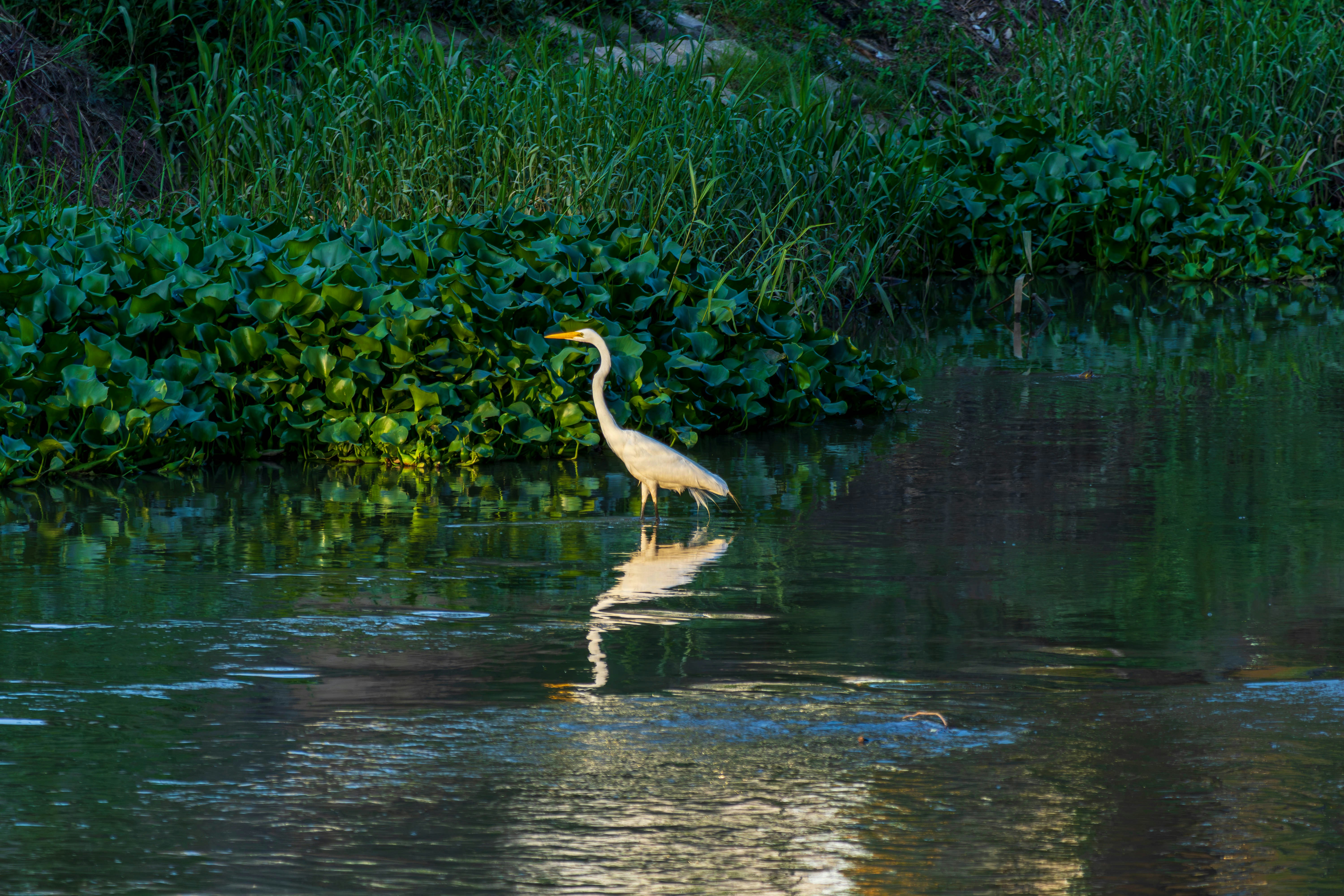 Heron in Soft Dawn Light Skims the Shimmering Stream