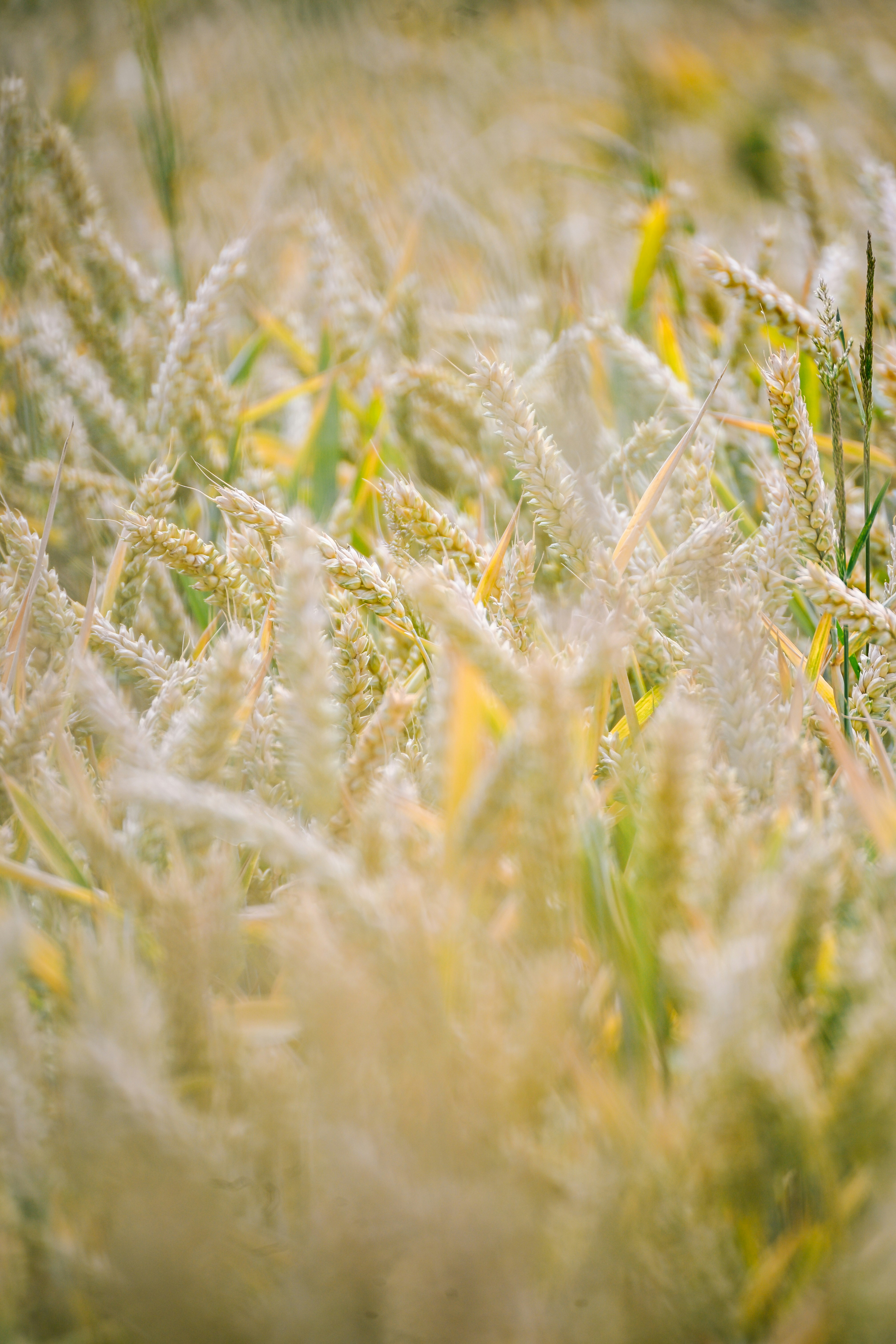 Sunlit Wheat: Soft Focus Field of Gold
