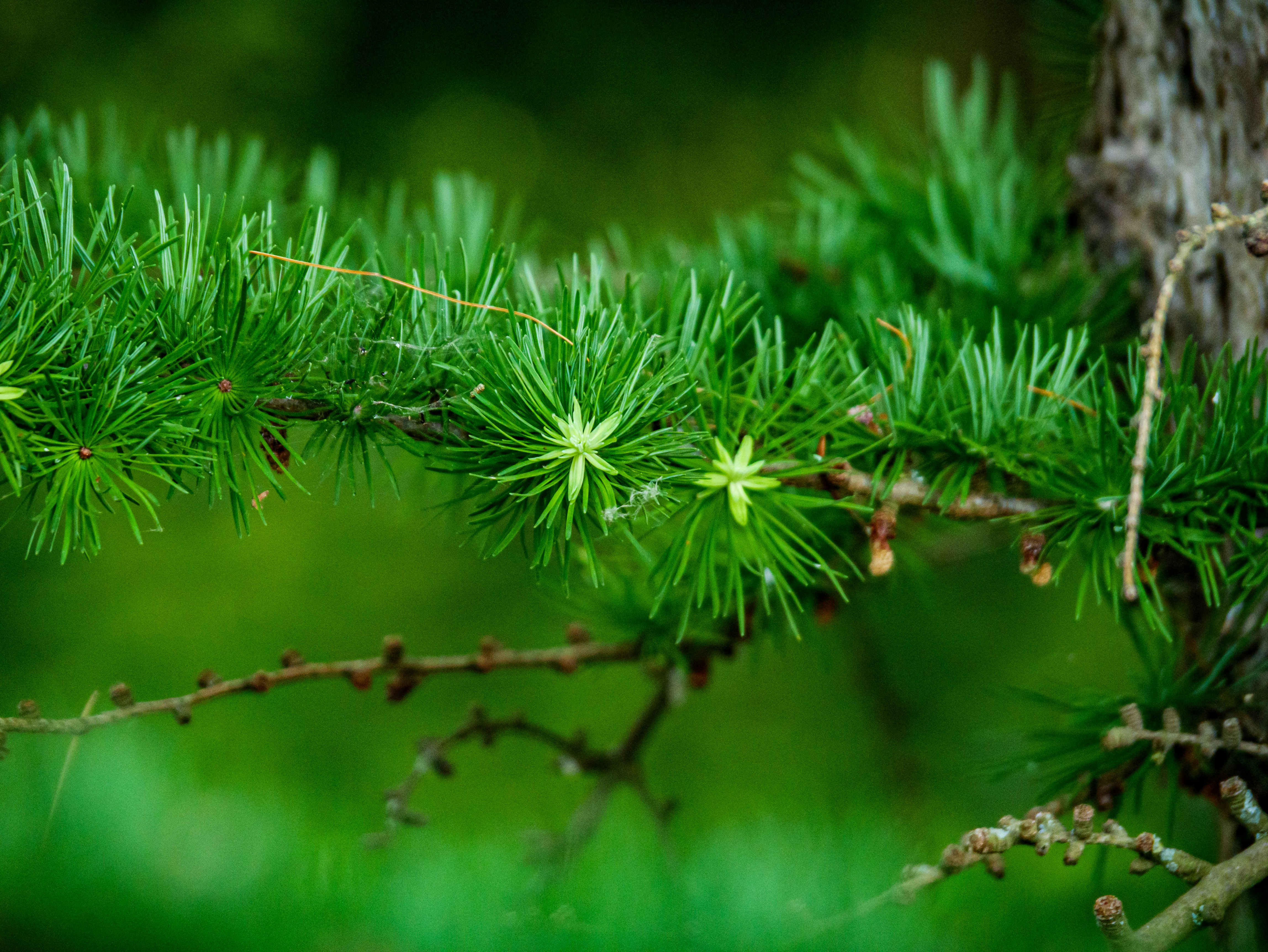 Emerald Needlebank: Close-Up of Pine Branch in Quiet Green