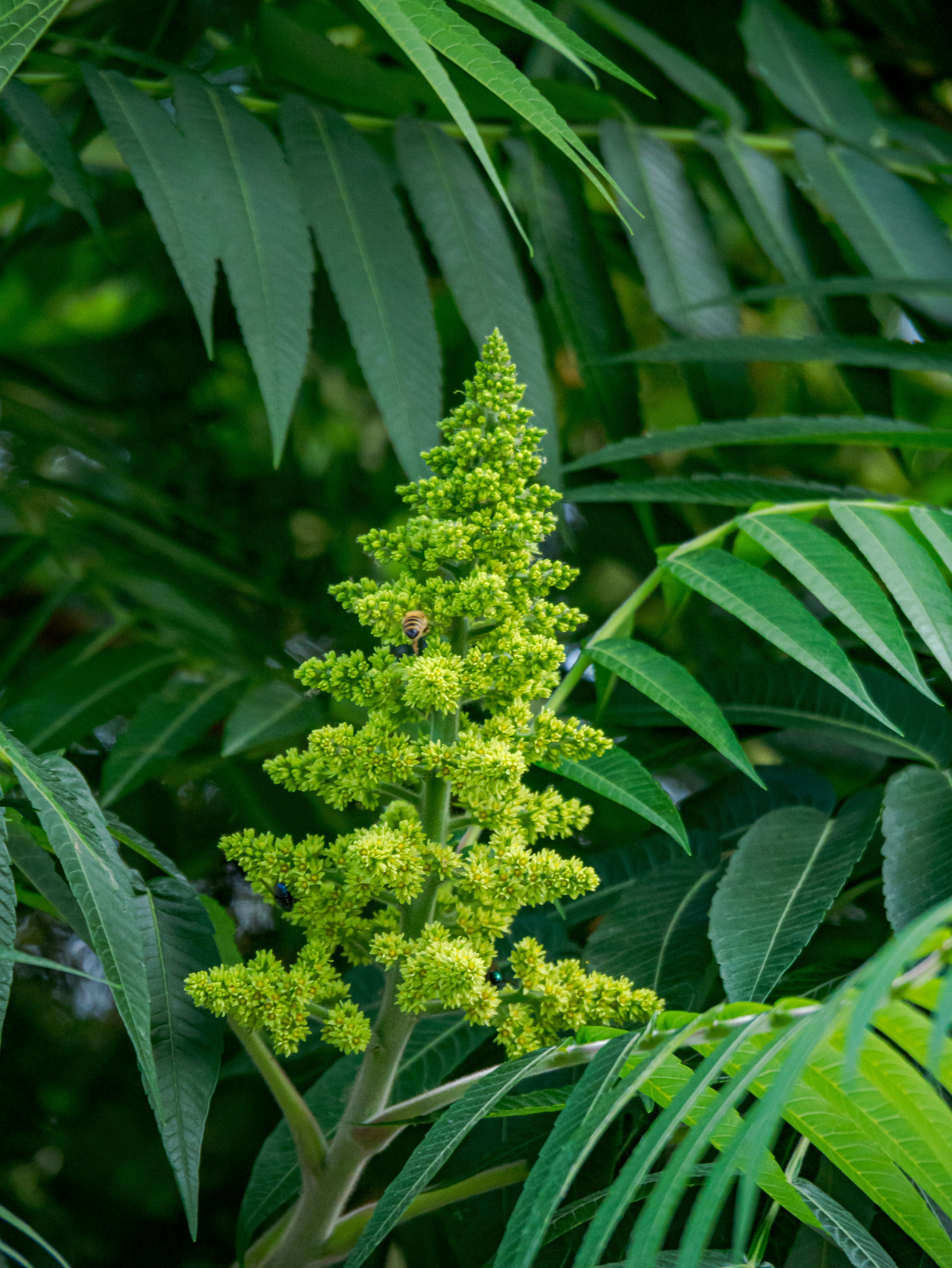 Central Inflorescence: A Lush Green Spike Emerges Among Ferny Fronds
