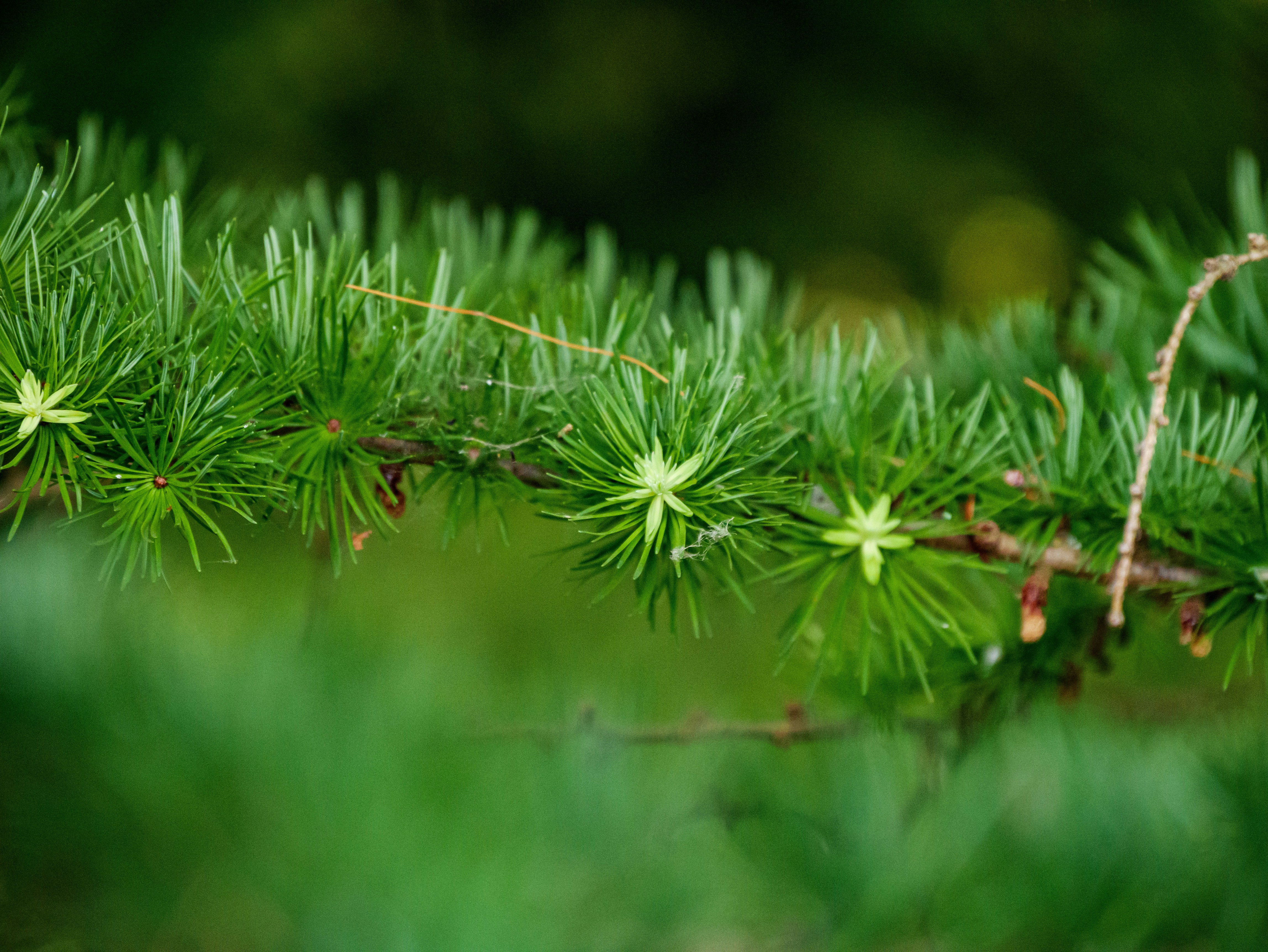 Emerald Needle Cascade: A Pine Branch in Focus