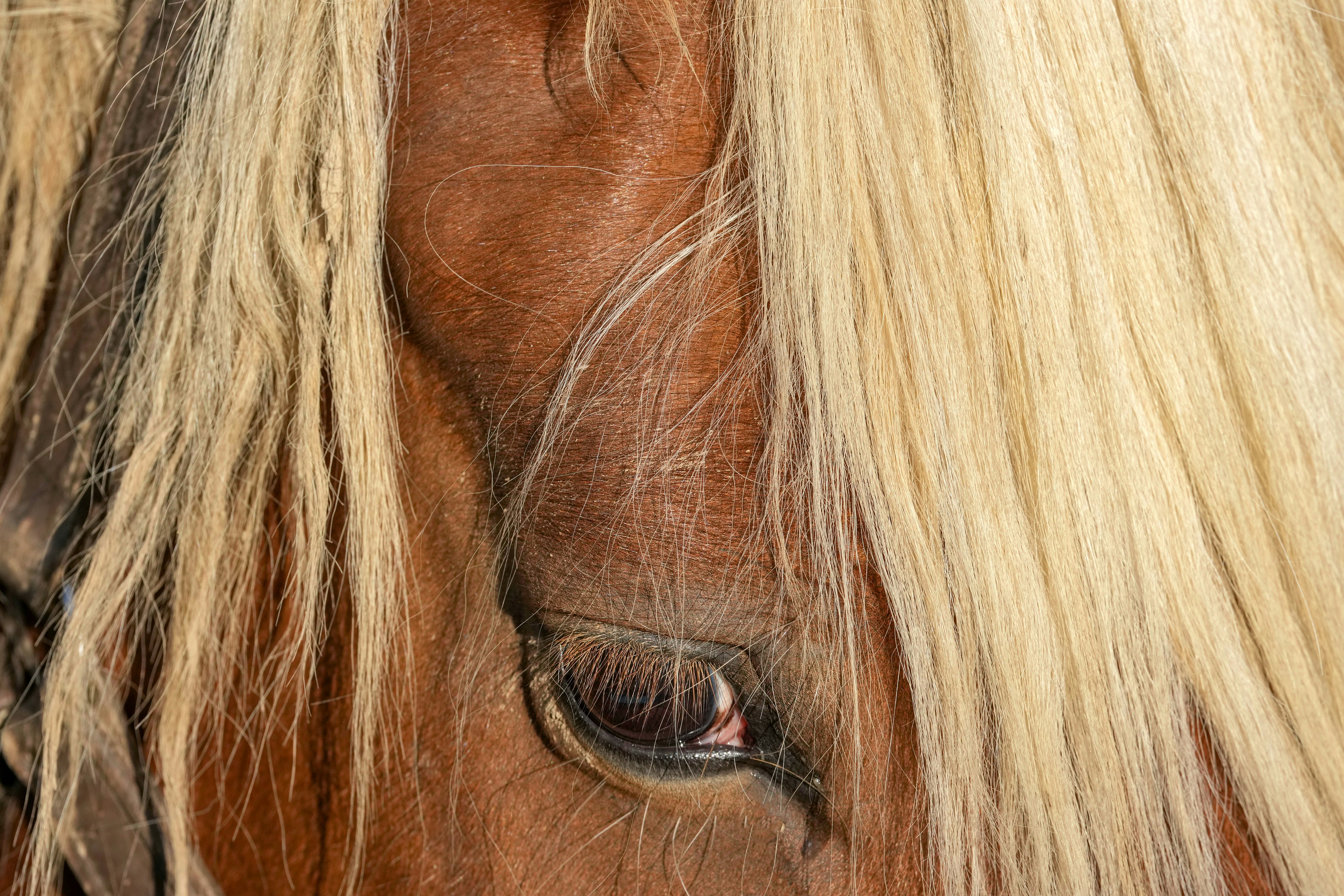 Close-Up of a Horse Eye: Golden Mane Framing a Glimpse of Gaze