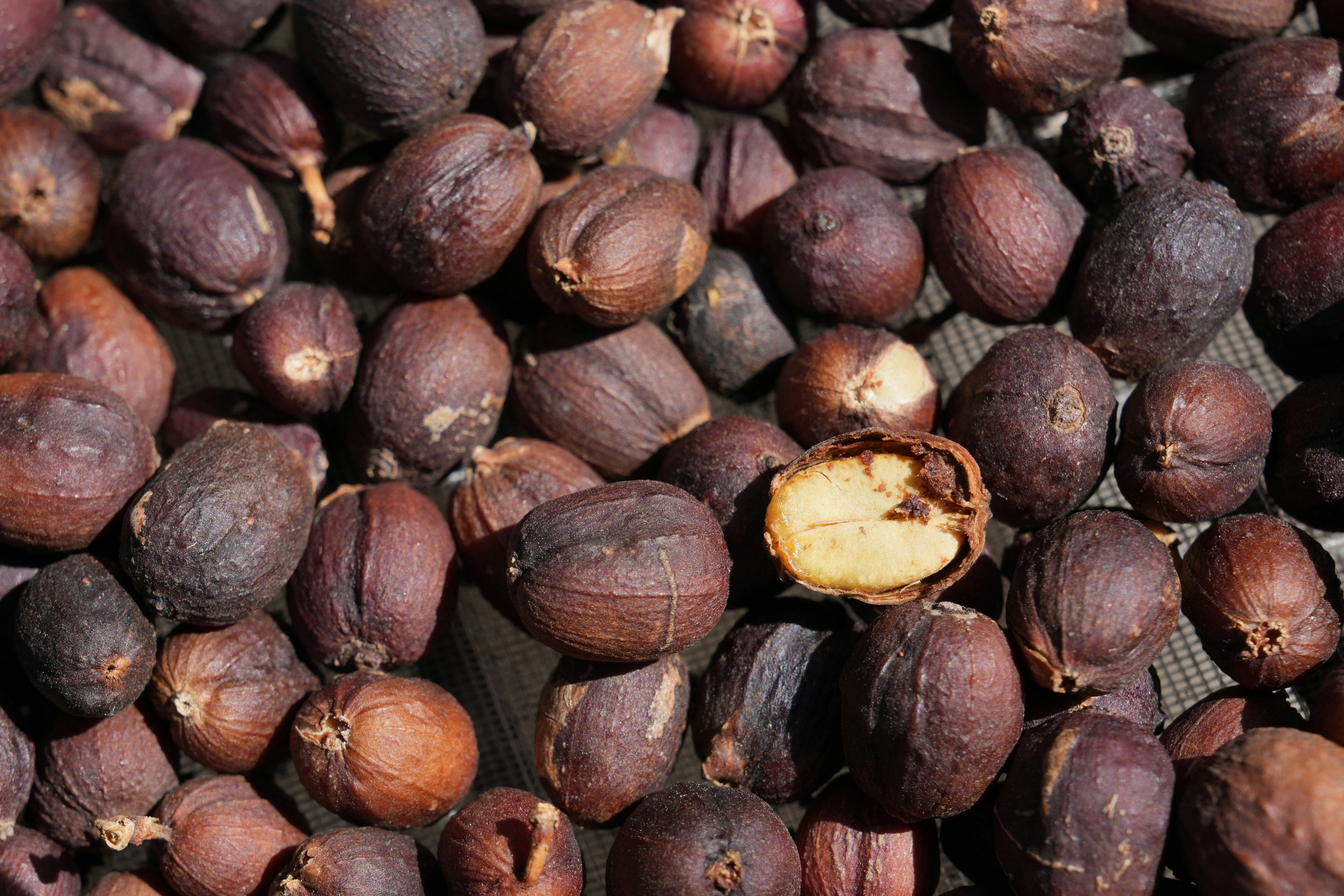 Cracking Shells: A Close-up of Roasted Hazelnuts