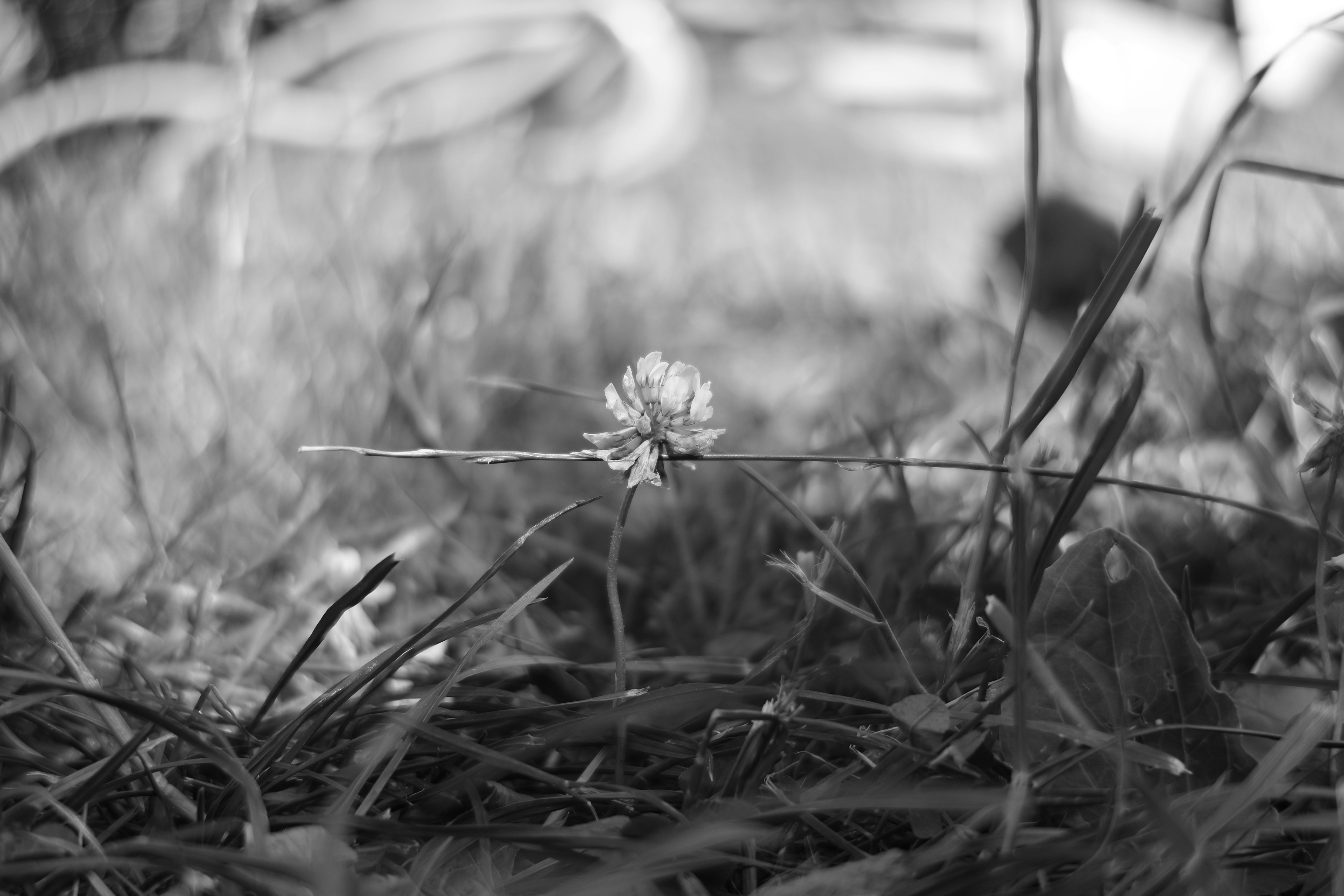 A Lone Clover Blooms Beneath the Grass Veil