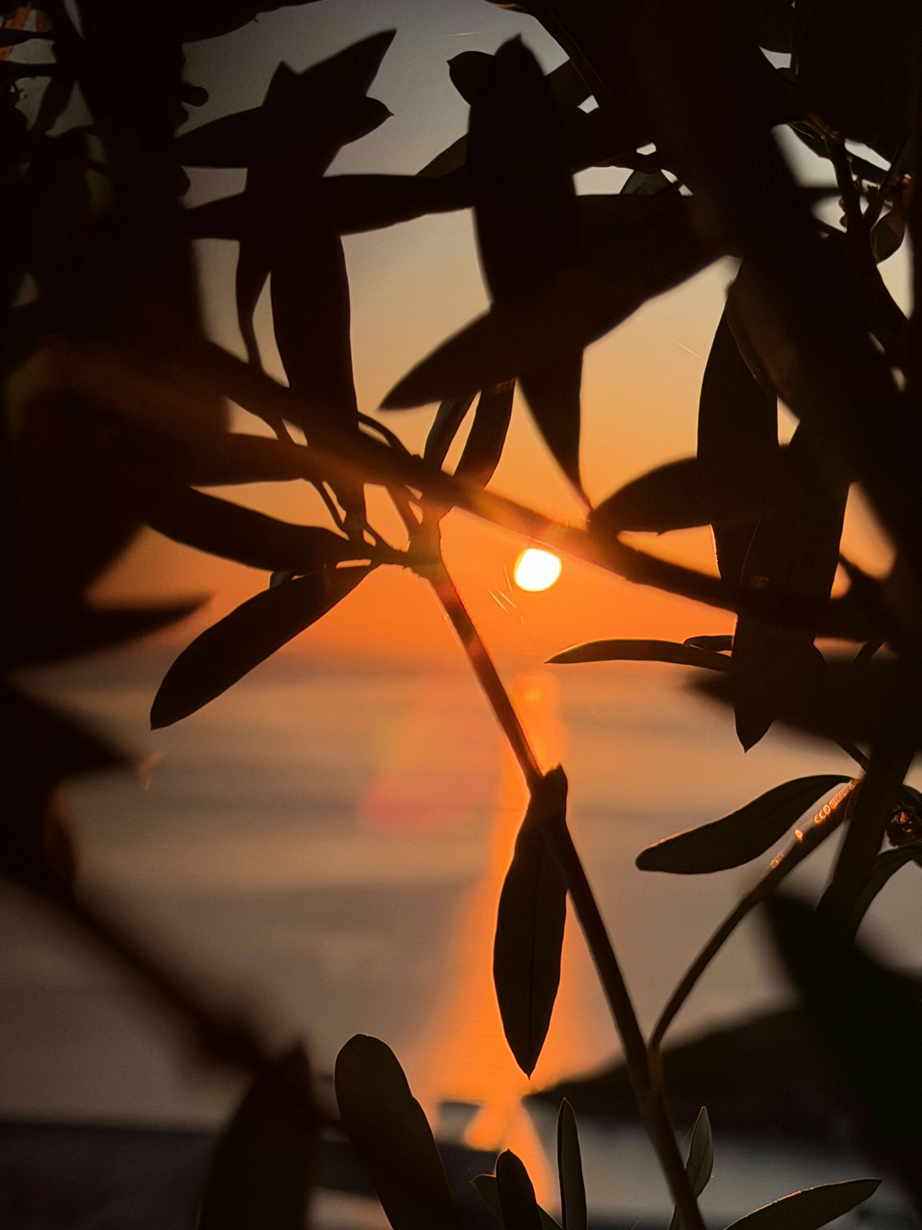 Sunlit silhouette of leaves framing a gentle sunset on the water