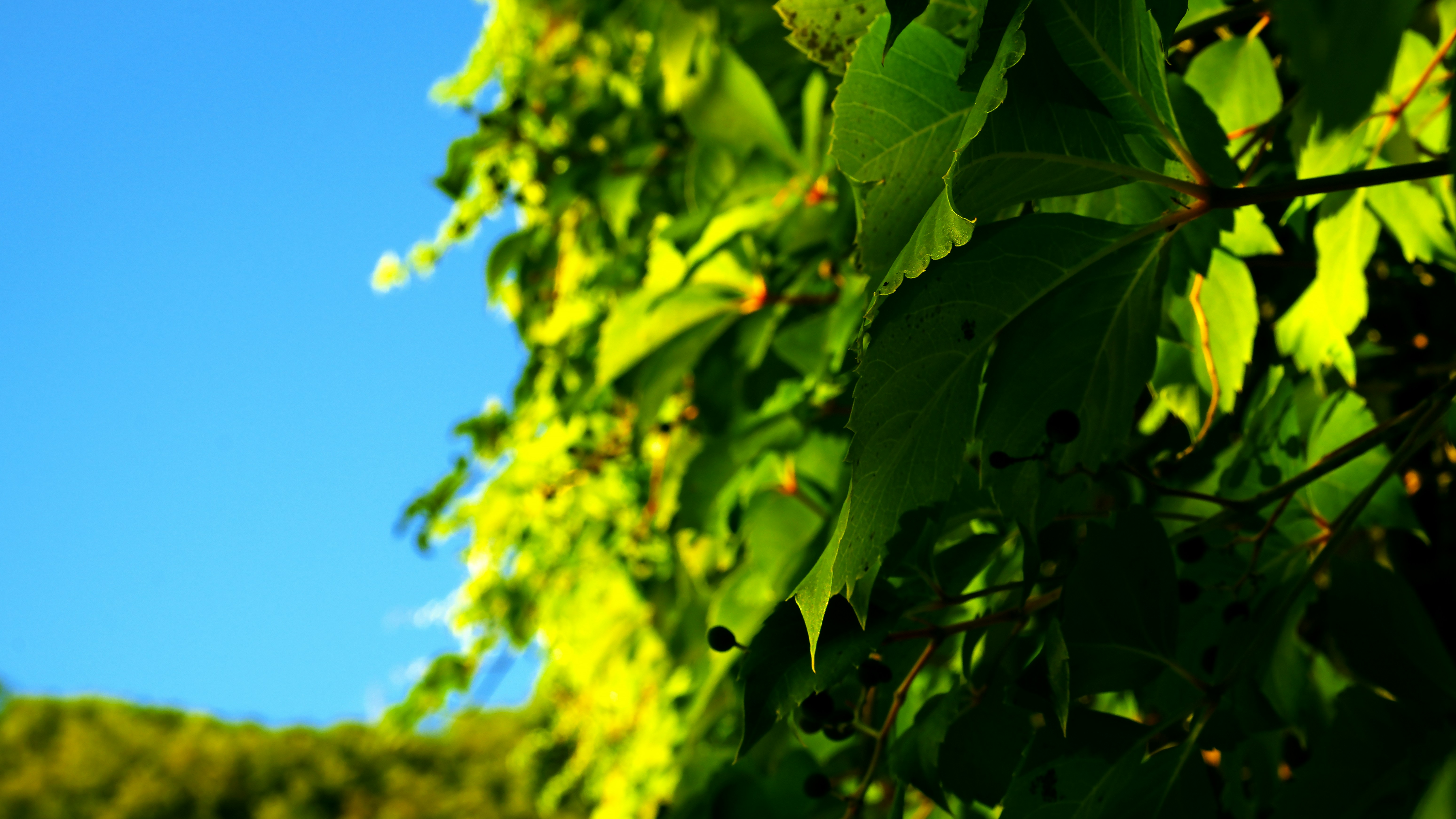 Sunlit Foliage against a Clear Blue Sky