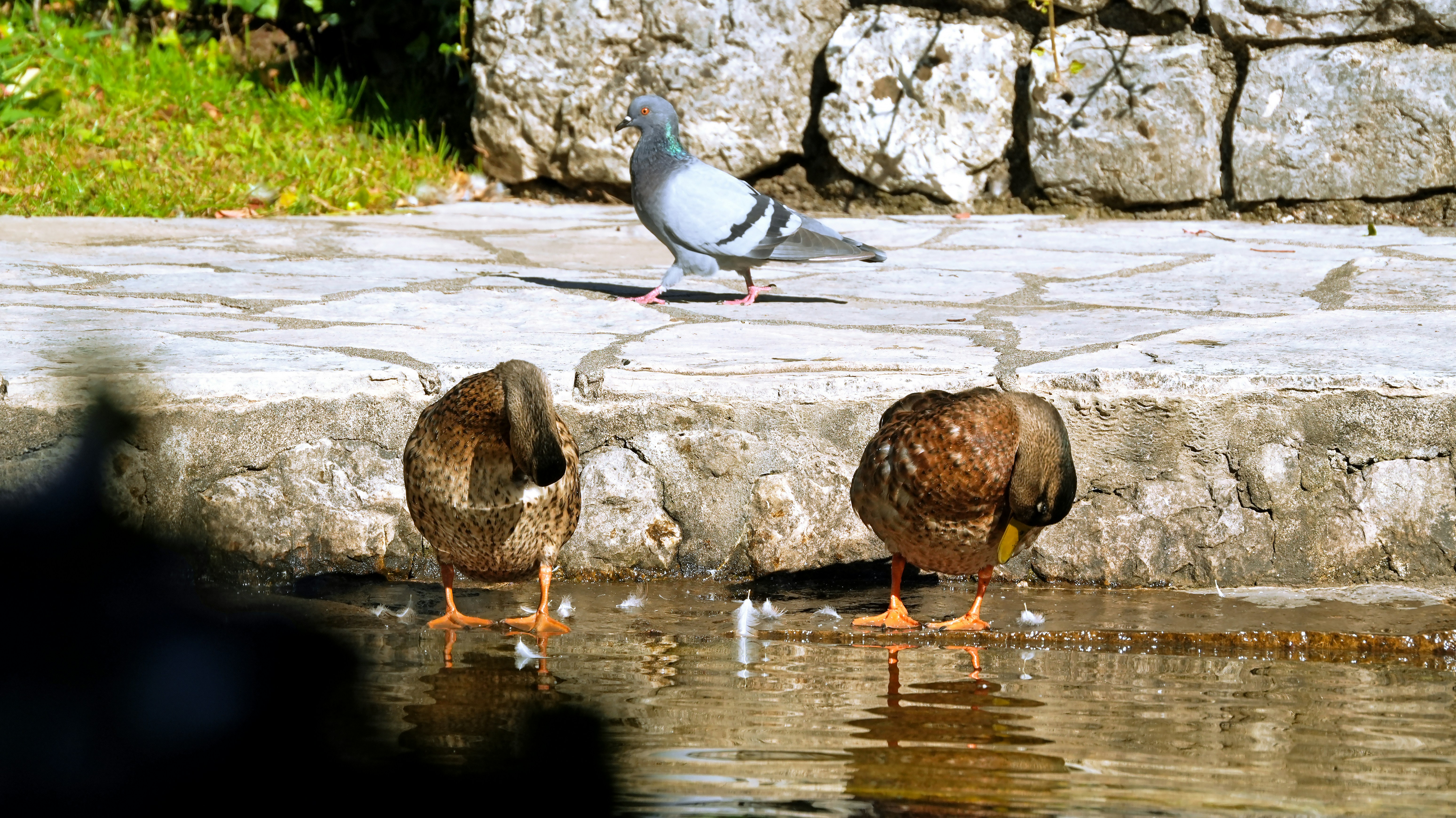 Three Shorebirds Spotlight: A Seaside Moment by the Stonewalk