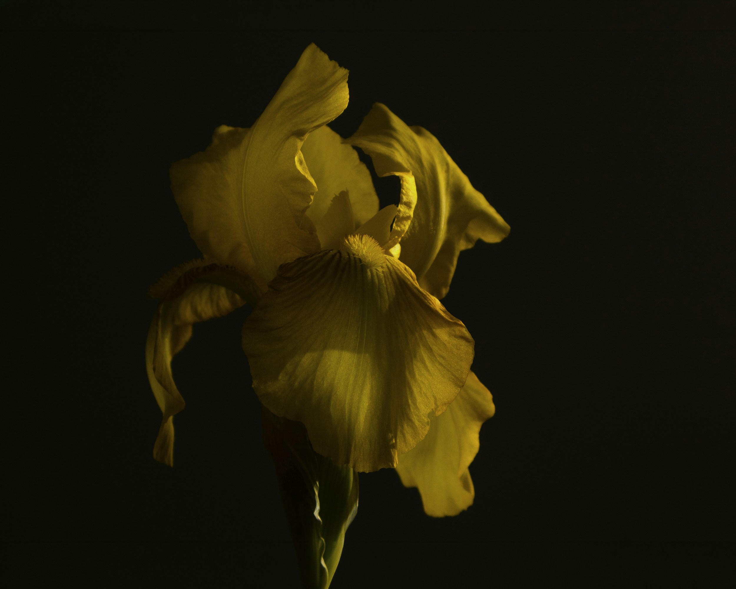 Low‑Key Iris: Golden Petals in a Dark Frame