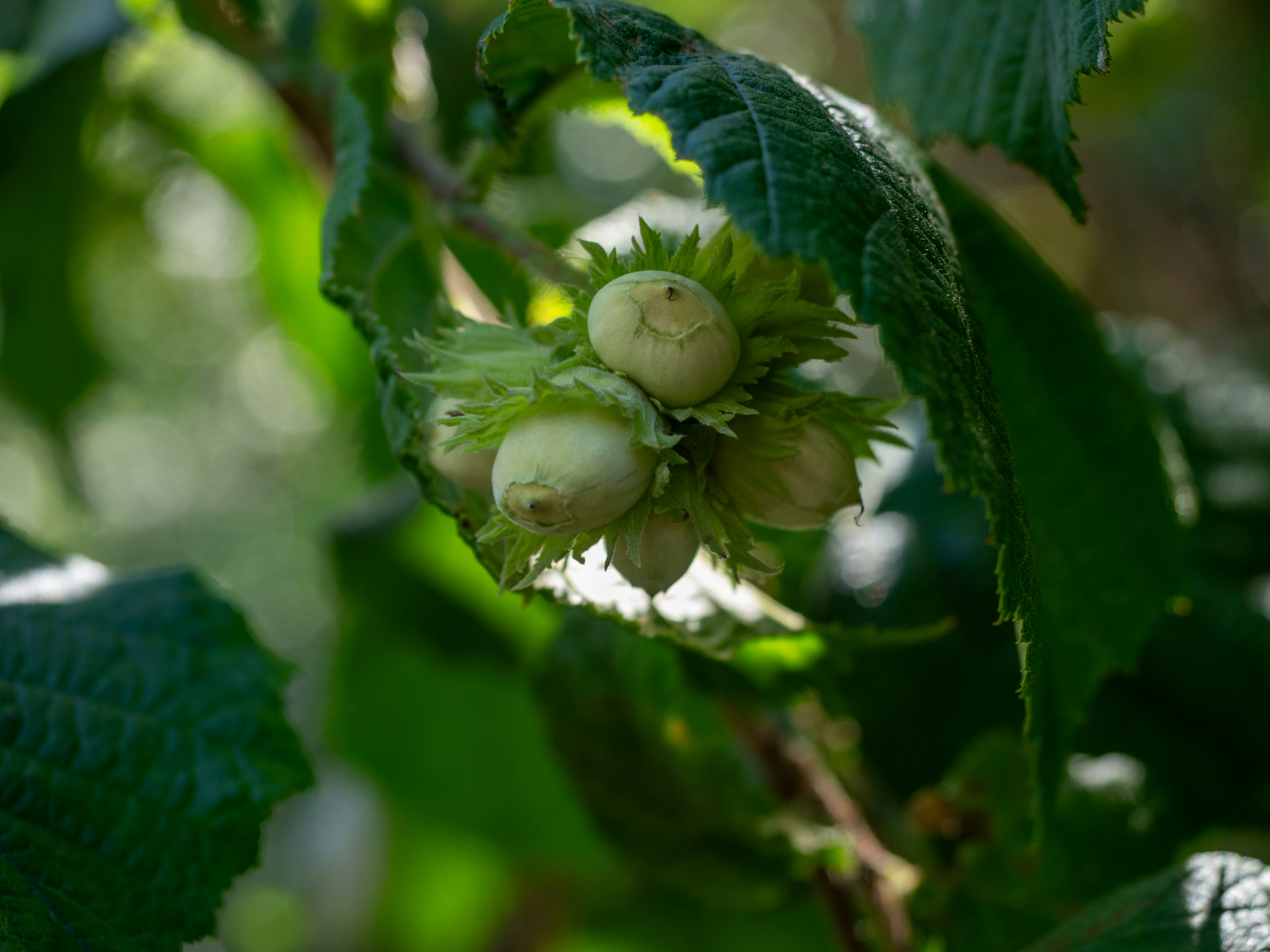 Cluster of unripe berries nestled in green foliage