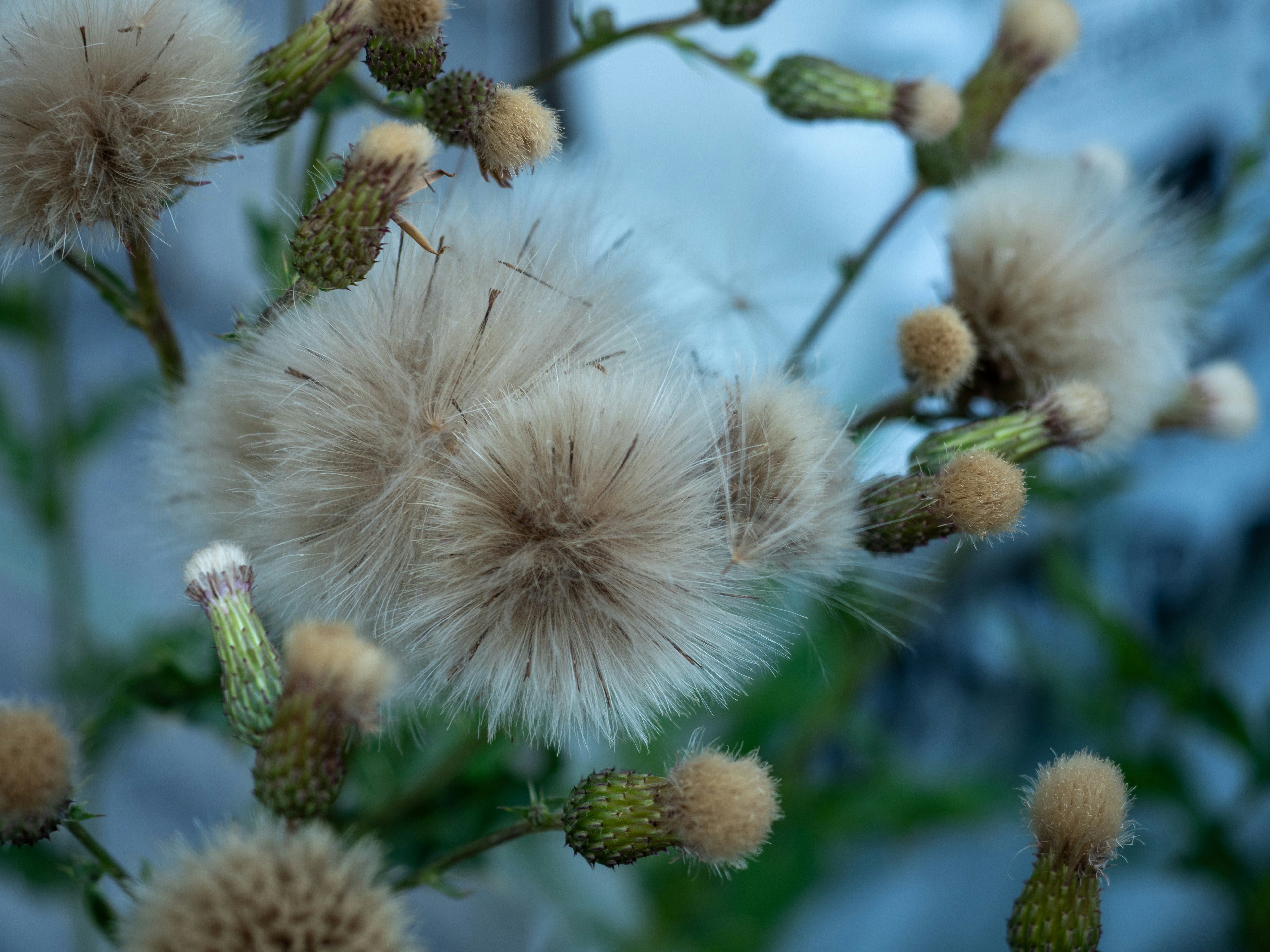 Soft Dandelion Embers: Close-Up of Fuzzy Seed Heads Against a Blue Backdrop