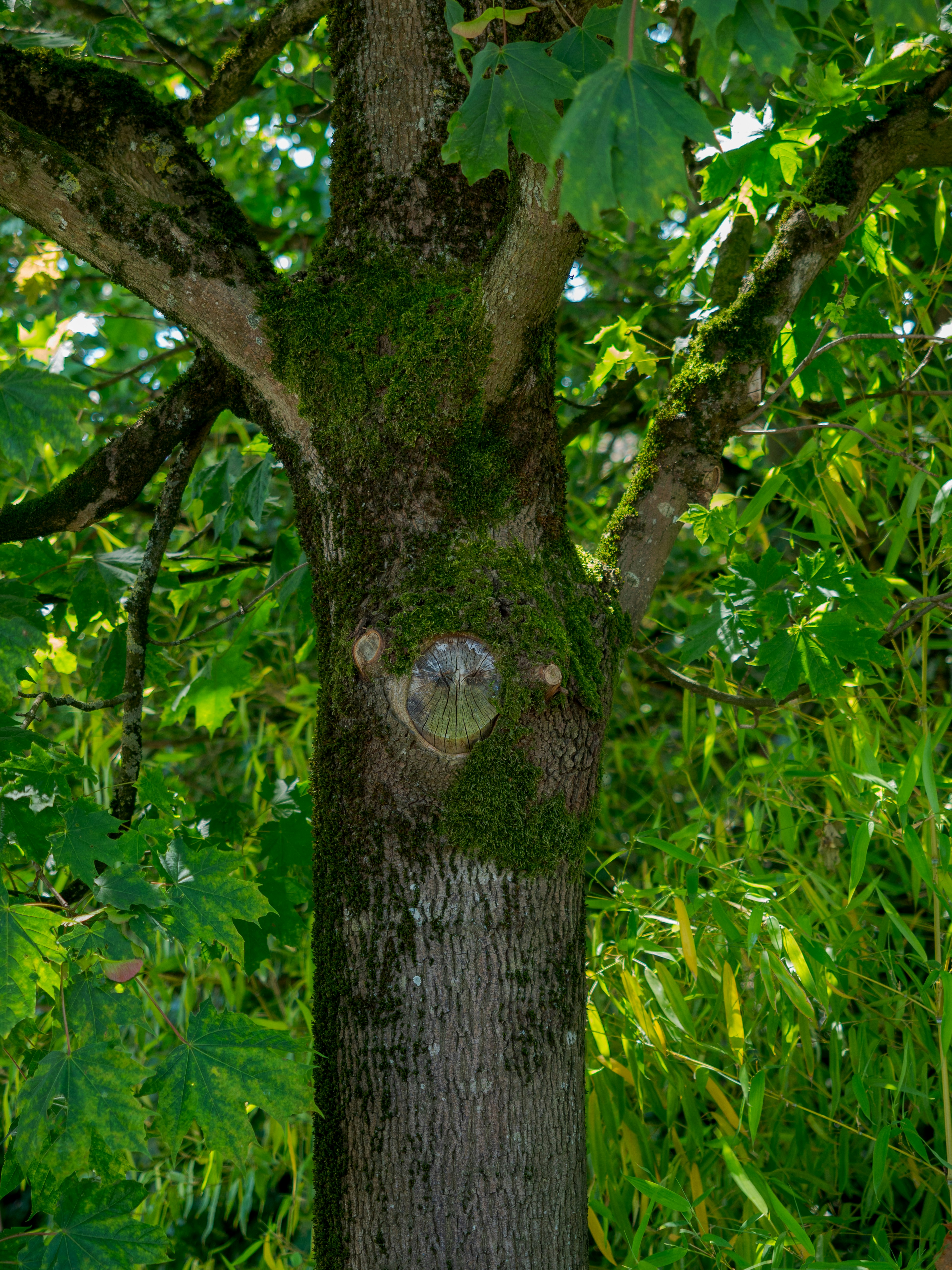 Moss-clad Oak Sentinel: A Sunlit Trunk with Fresh Growth