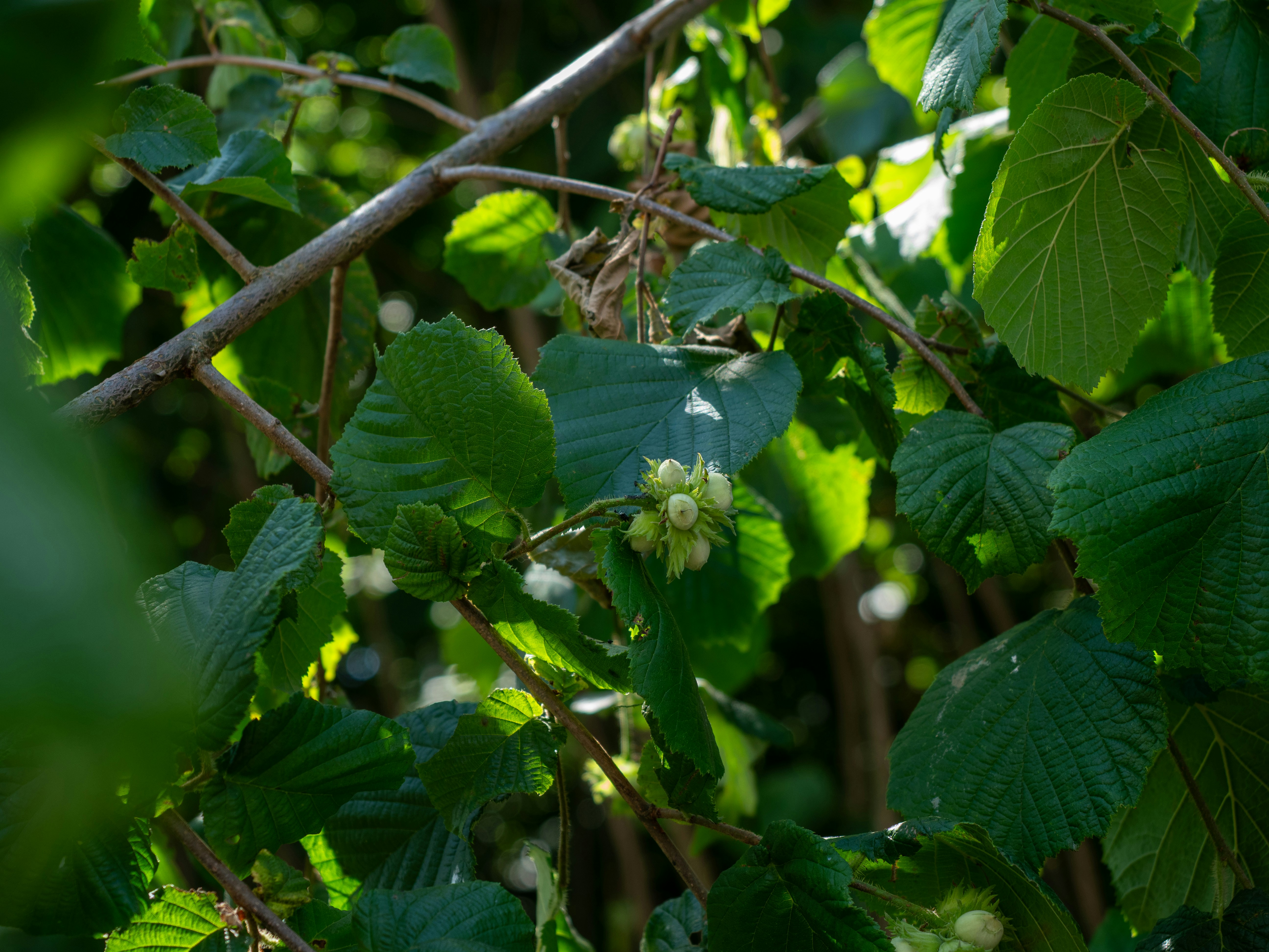 Hidden Blossom Amid Green Canopy