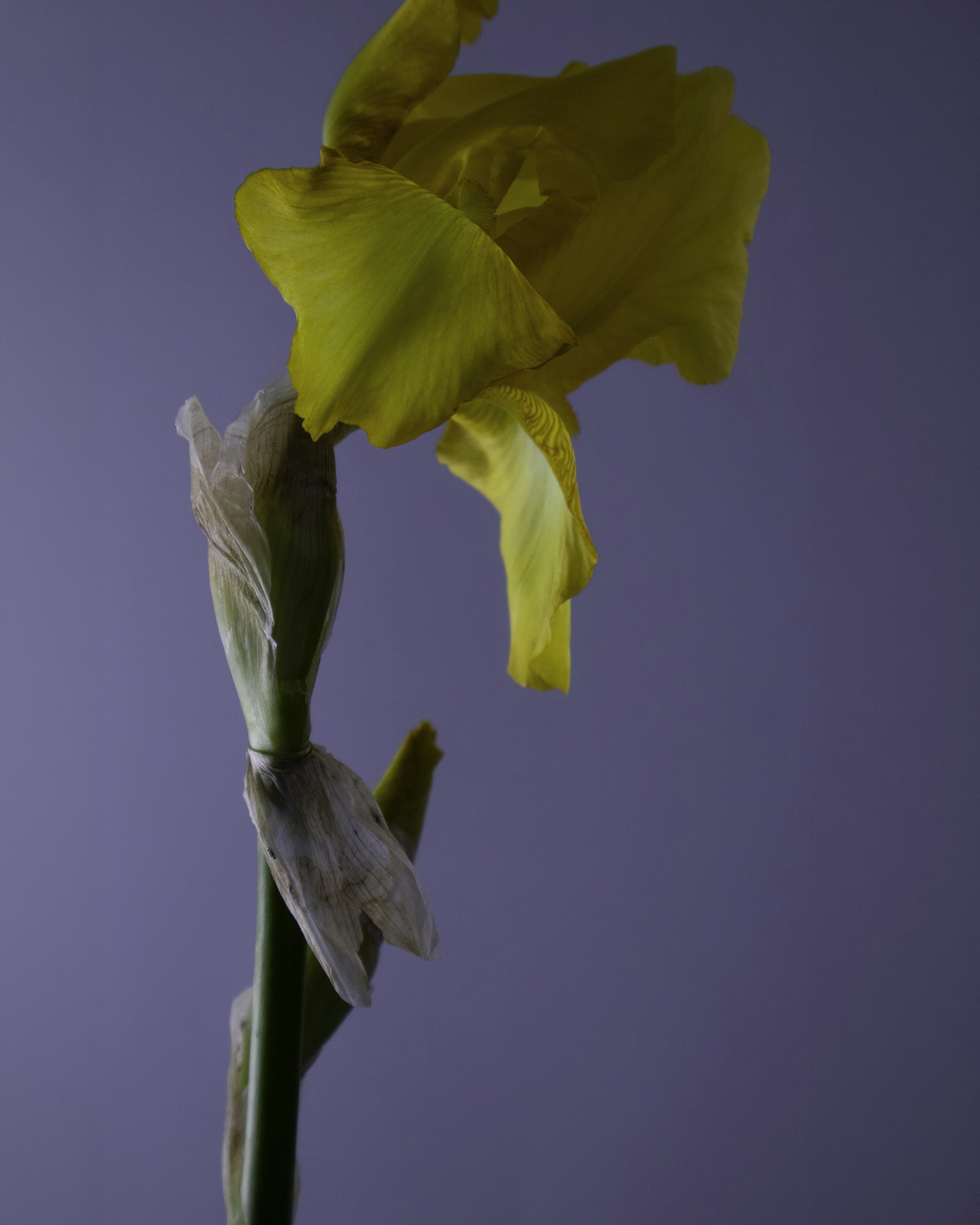 Yellow Iris in Soft Backlight: A Minimalist Studio Portrait