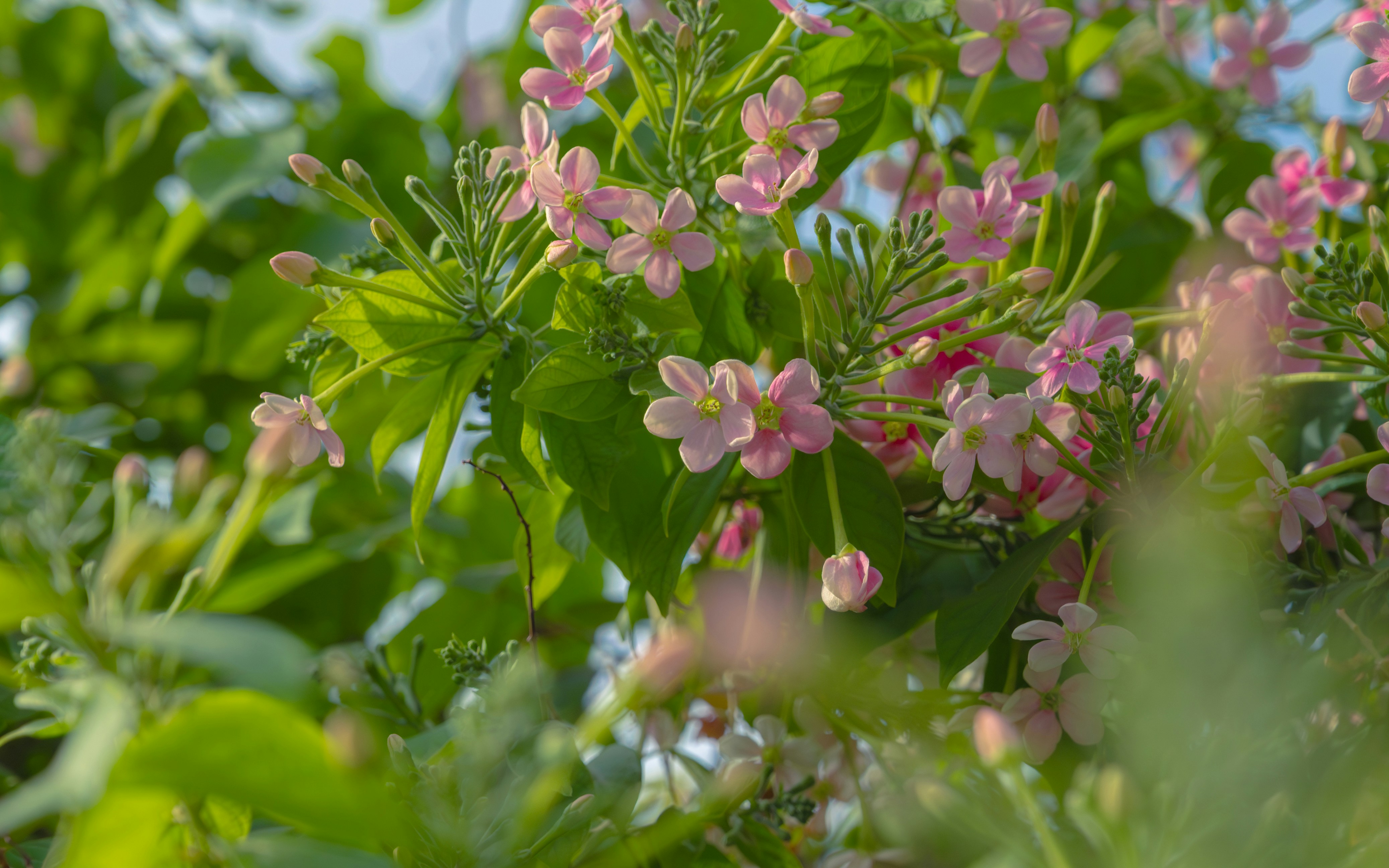 Soft Petal Mosaic: Pink Blossoms Against Lush Green