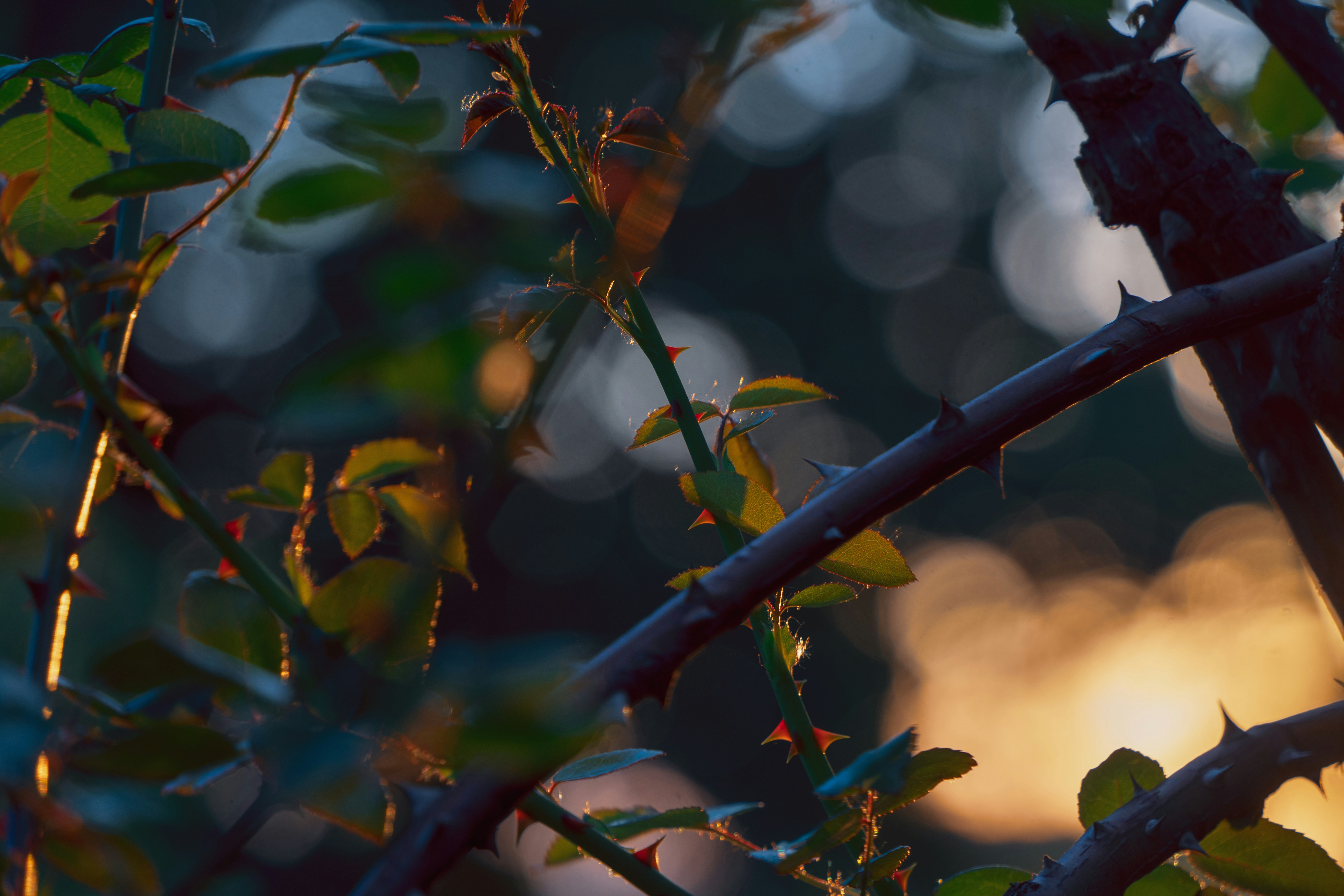 Backlit branches: a quiet close-up in golden-hour glow